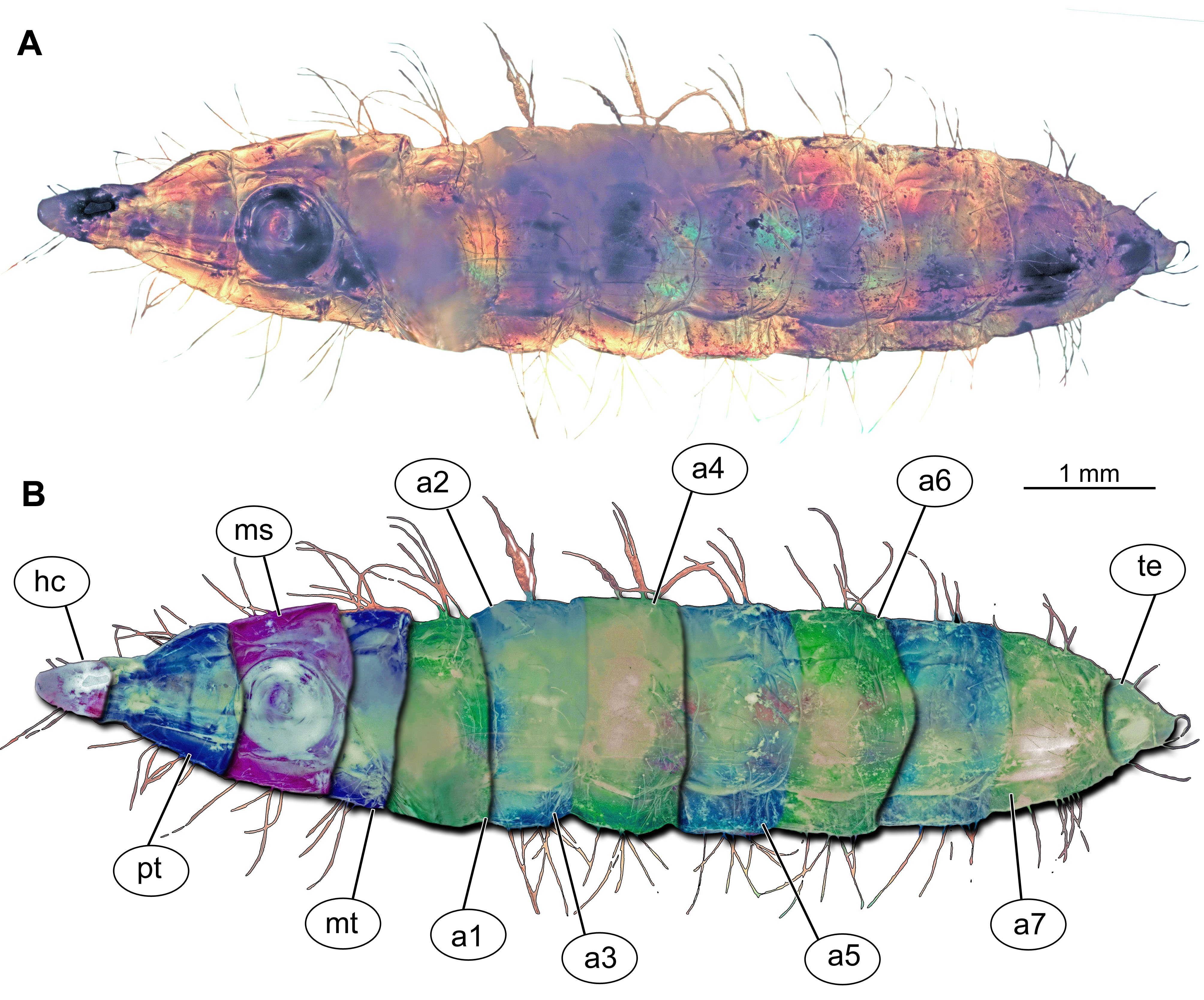 Eco-morphological diversity of larvae of soldier flies and their ...