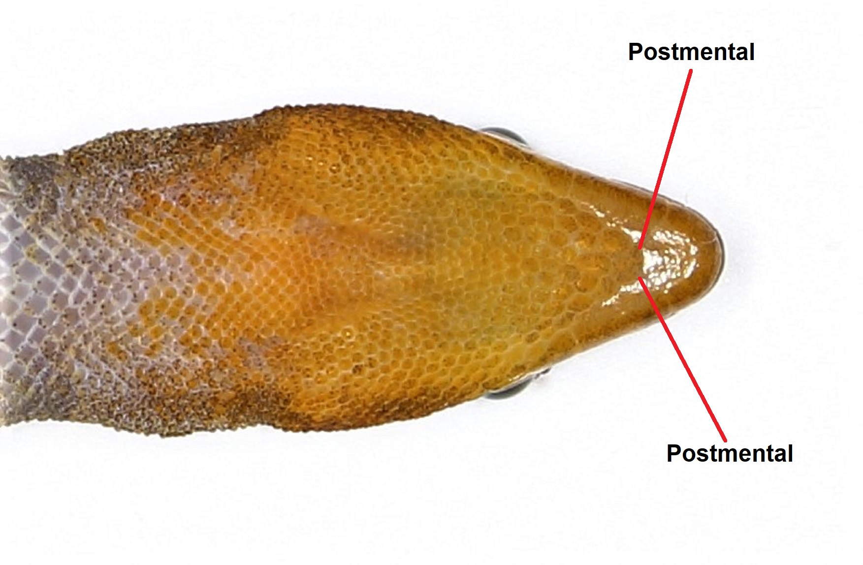 New distributional records of the Samana least gecko (Sphaerodactylus ...