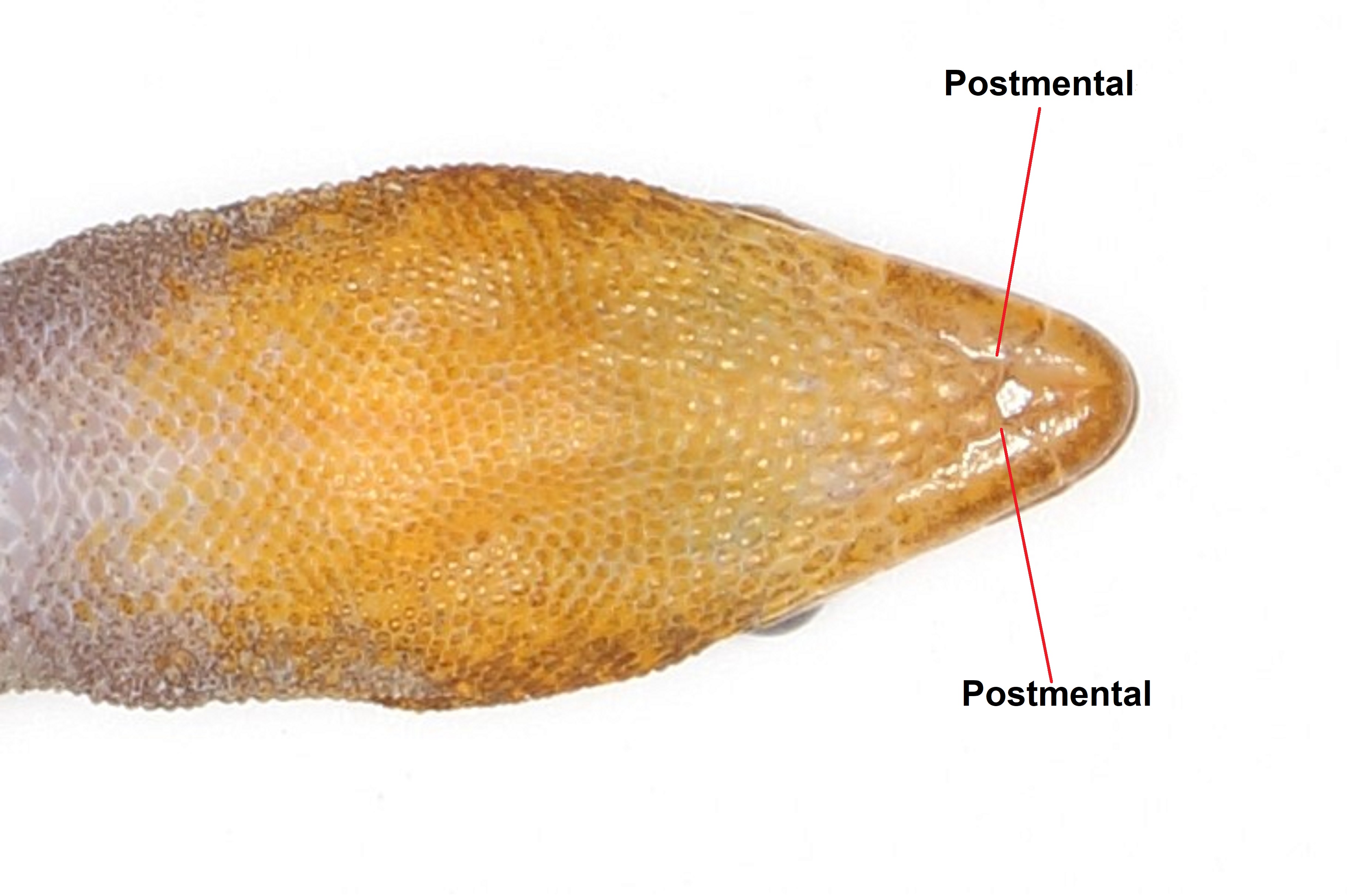 New distributional records of the Samana least gecko (Sphaerodactylus ...