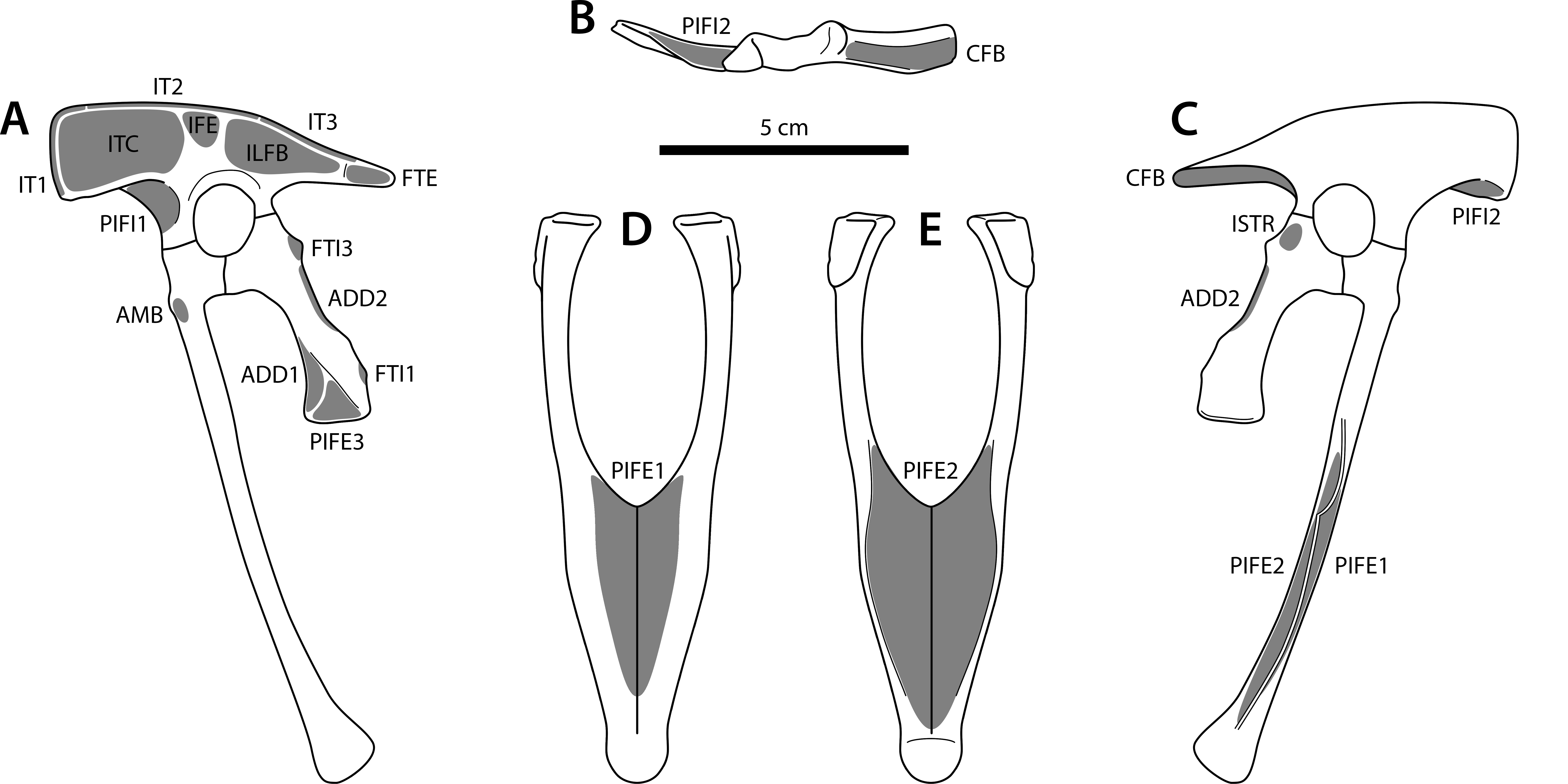Maniraptoran pelvic musculature highlights evolutionary patterns in ...