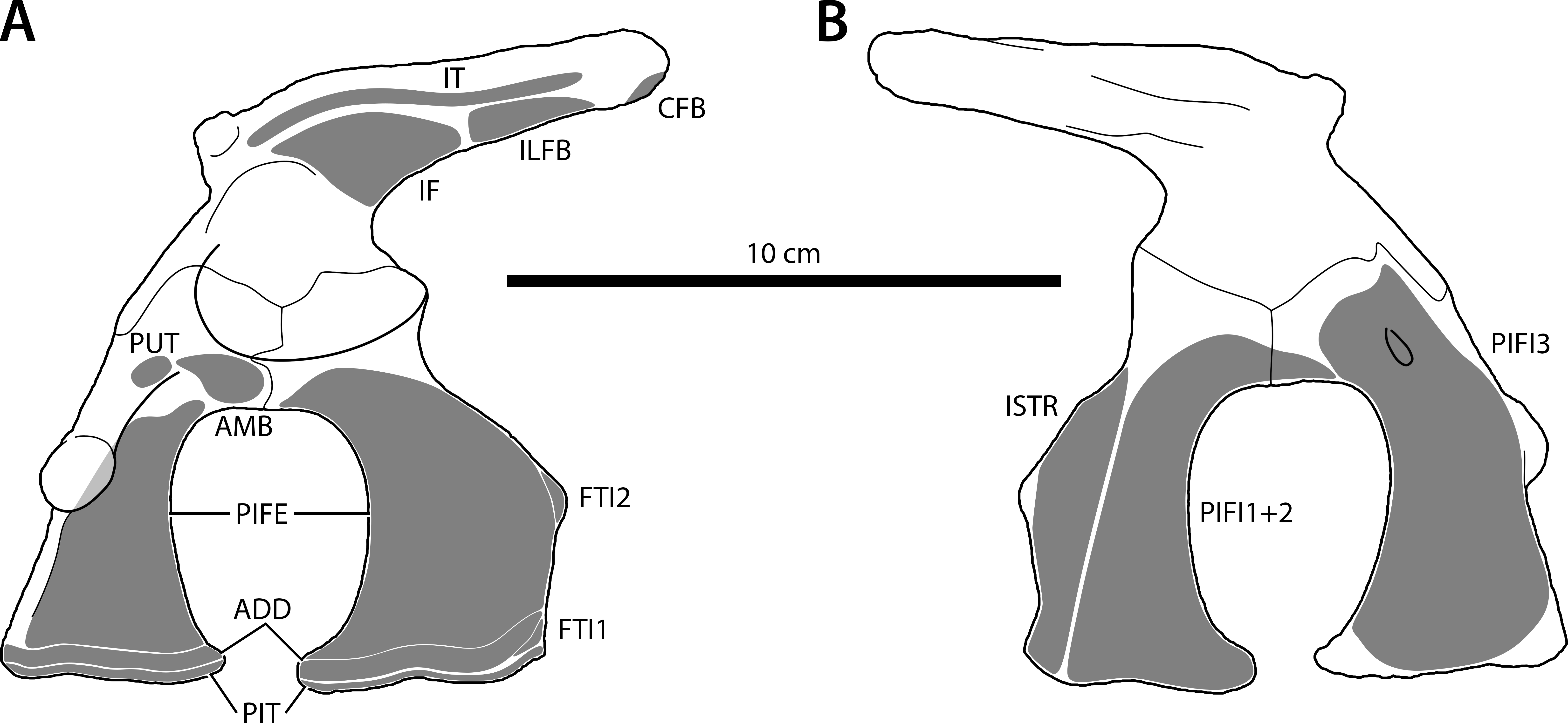 Maniraptoran pelvic musculature highlights evolutionary patterns in ...