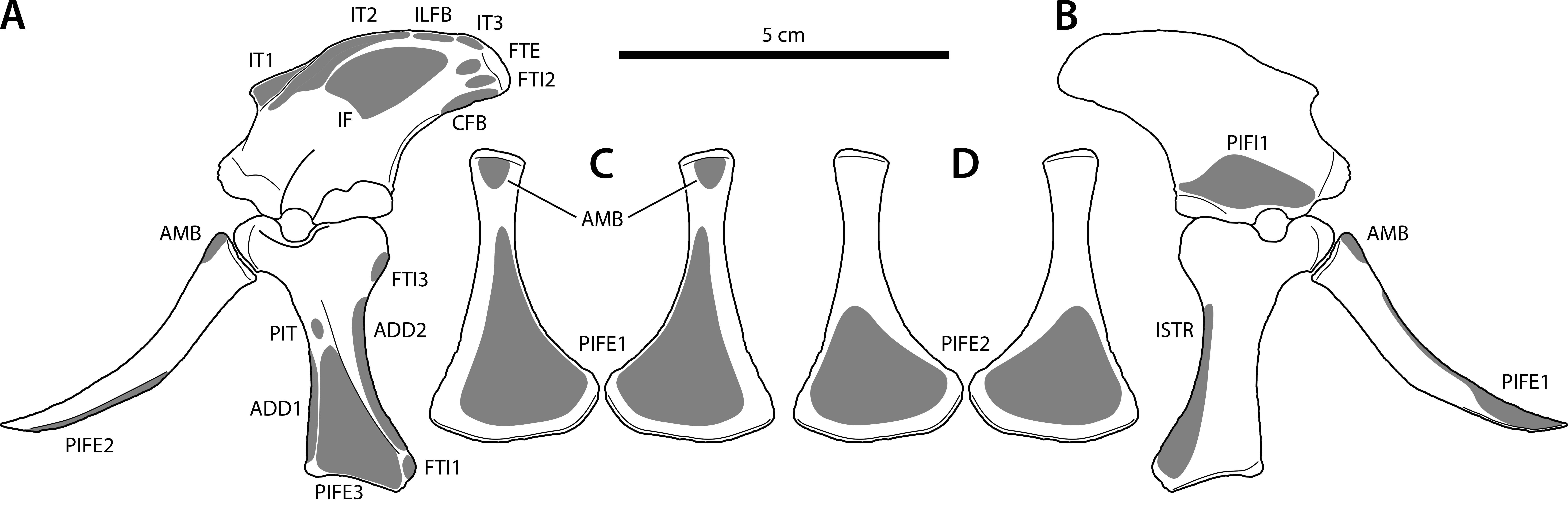 Maniraptoran pelvic musculature highlights evolutionary patterns in ...