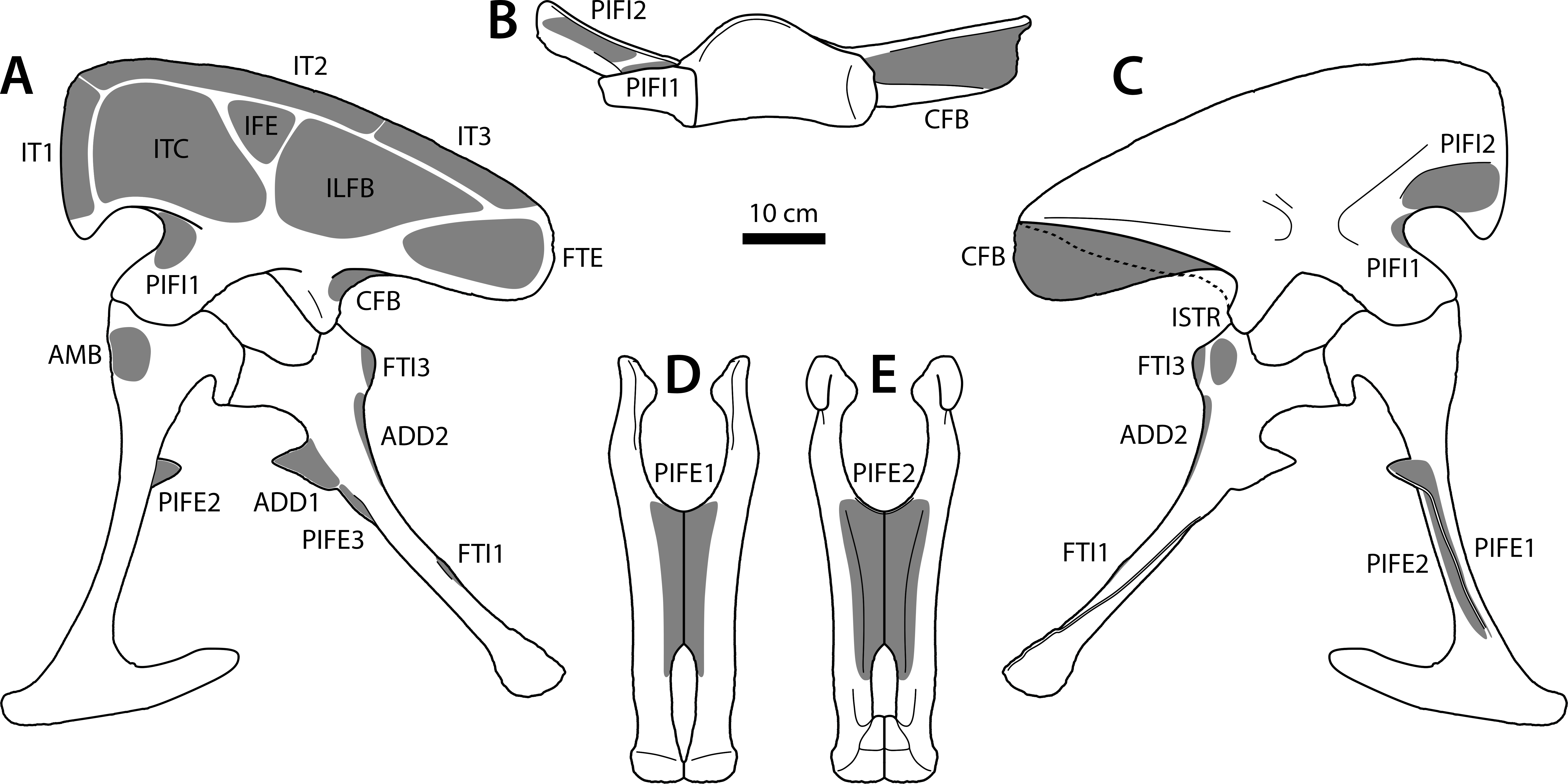 Maniraptoran pelvic musculature highlights evolutionary patterns in ...