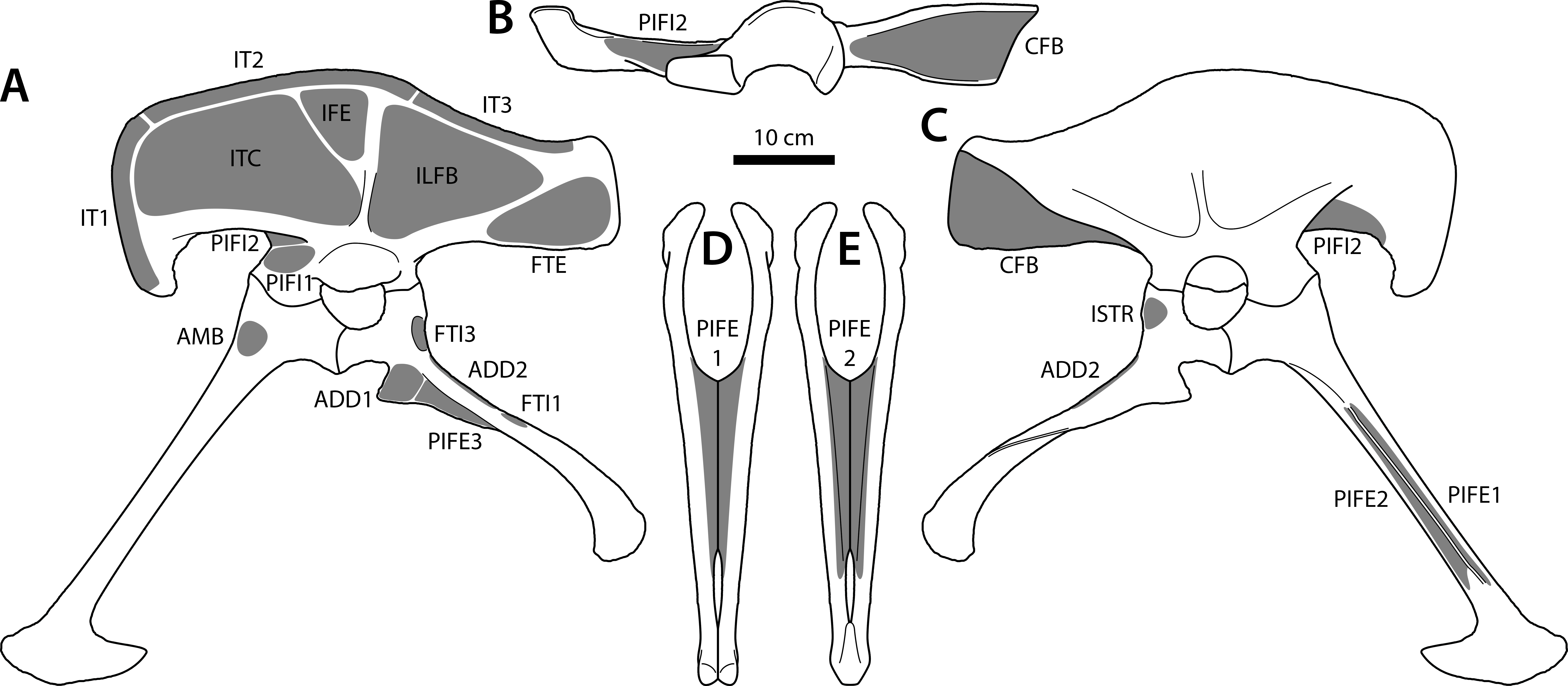 Maniraptoran pelvic musculature highlights evolutionary patterns in ...