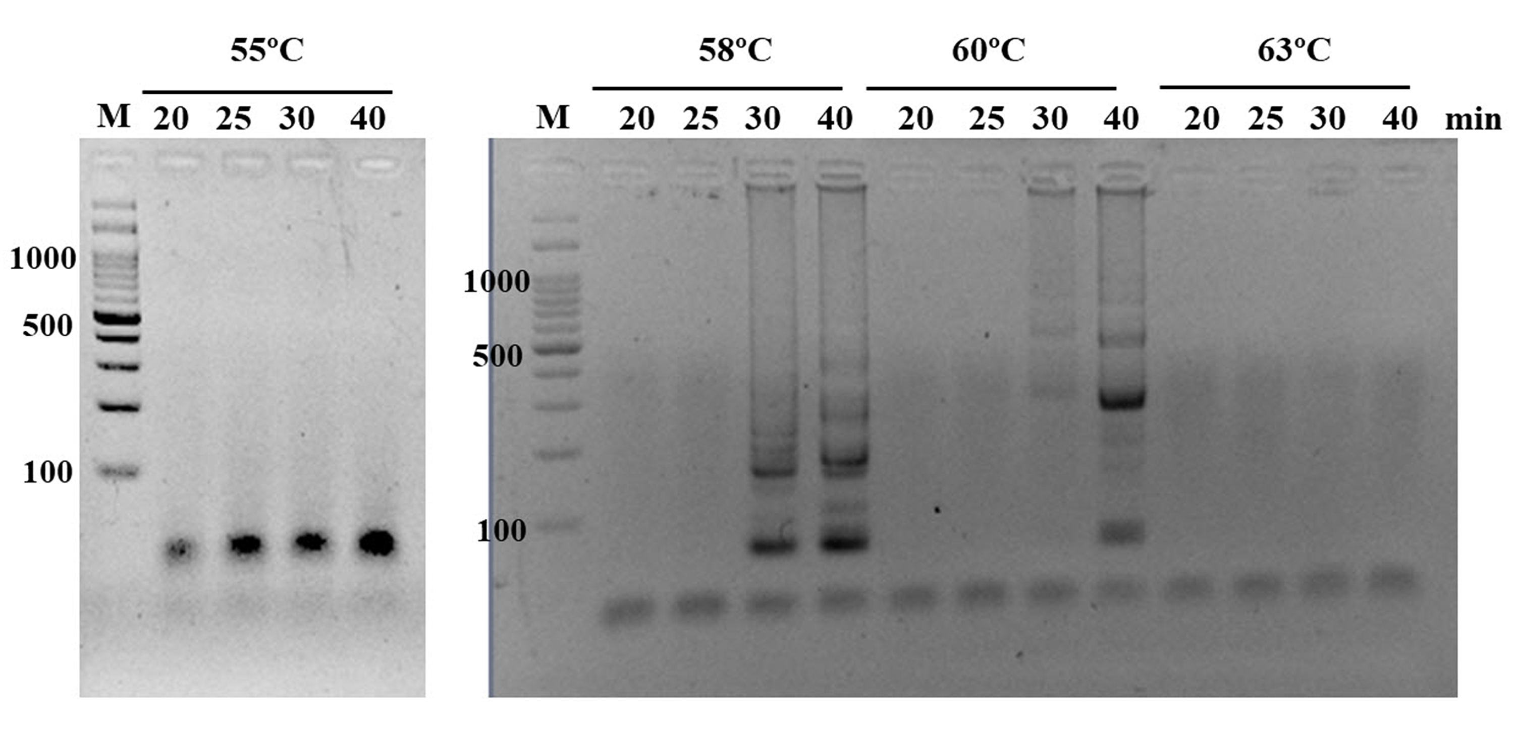 Specific and sensitive, ready-to-use universal fungi detection by ...