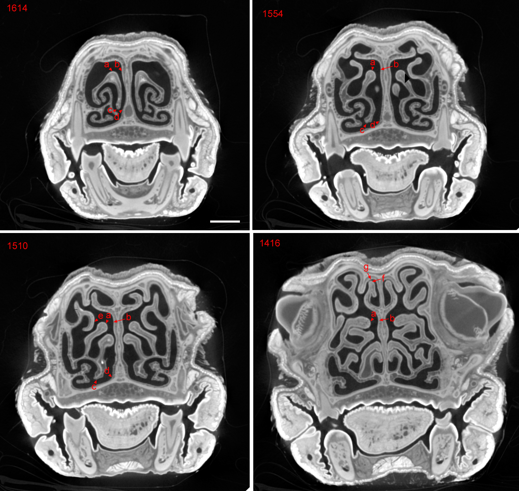 A comparison of diceCT and histology for determination of nasal ...