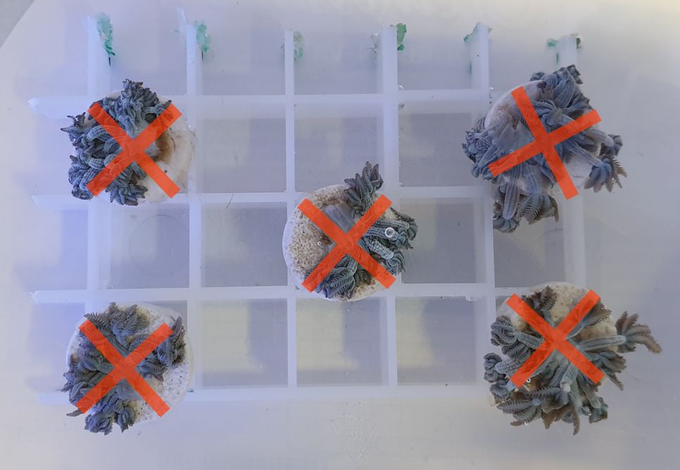 Effective asexual reproduction of a widespread soft coral: comparative ...