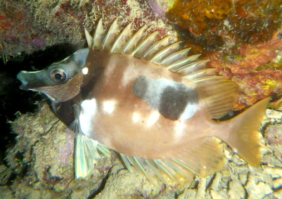 Pair formation, home range, and spatial variation in density, size and ...