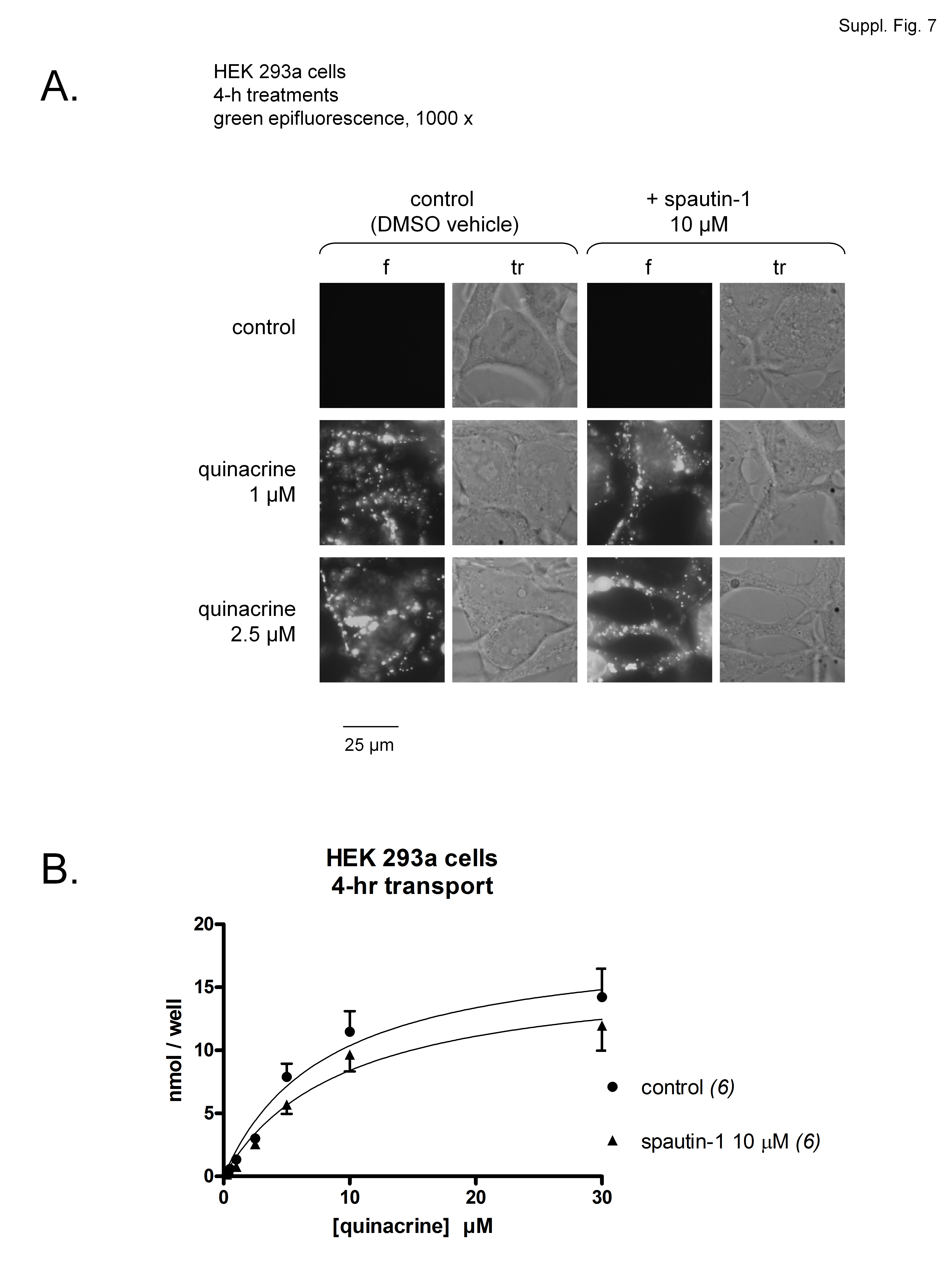 Autophagic flux inhibition and lysosomogenesis ensuing cellular capture ...