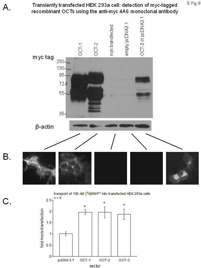 Autophagic flux inhibition and lysosomogenesis ensuing cellular capture ...