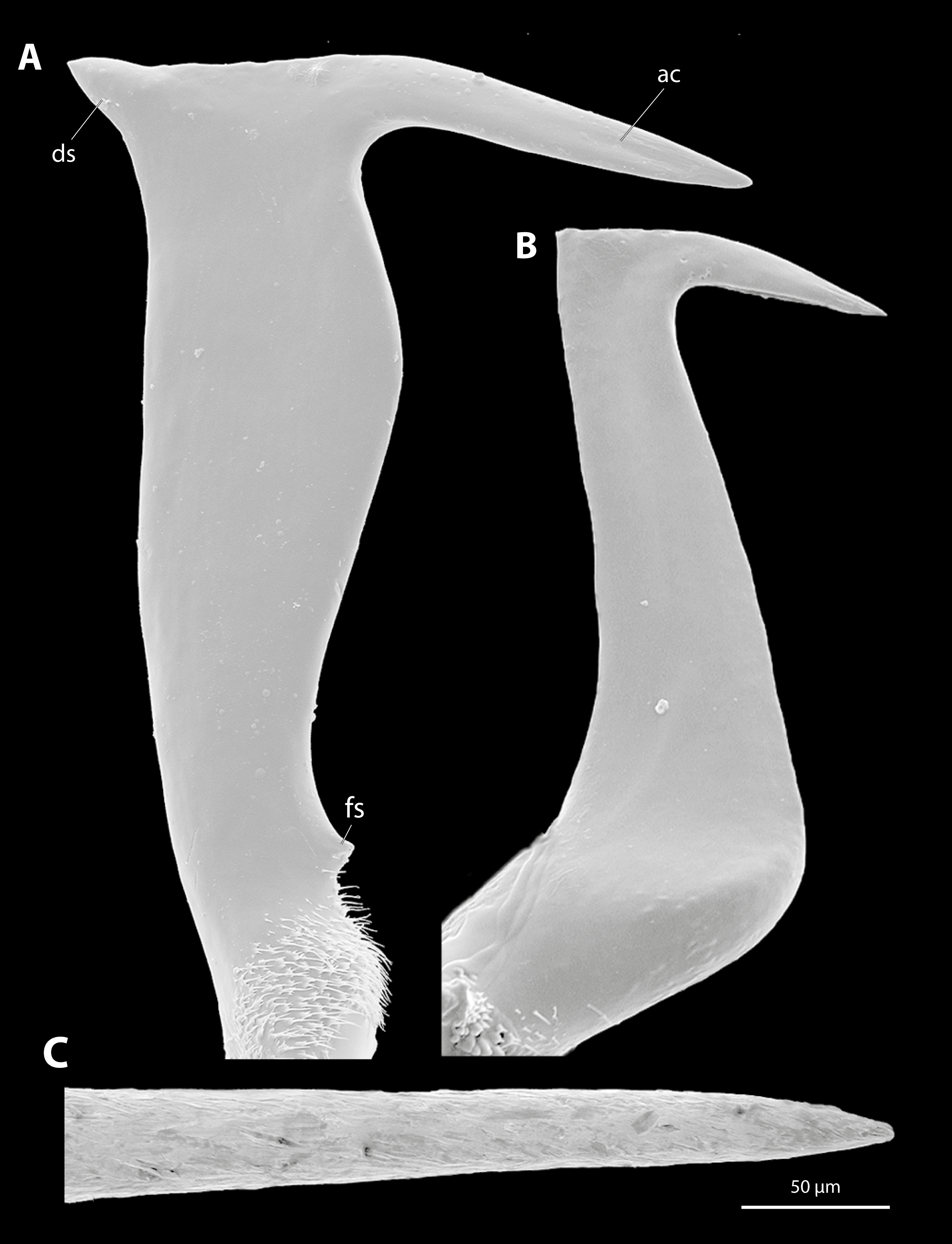 Have female twisted-wing parasites (Insecta: Strepsiptera) evolved ...
