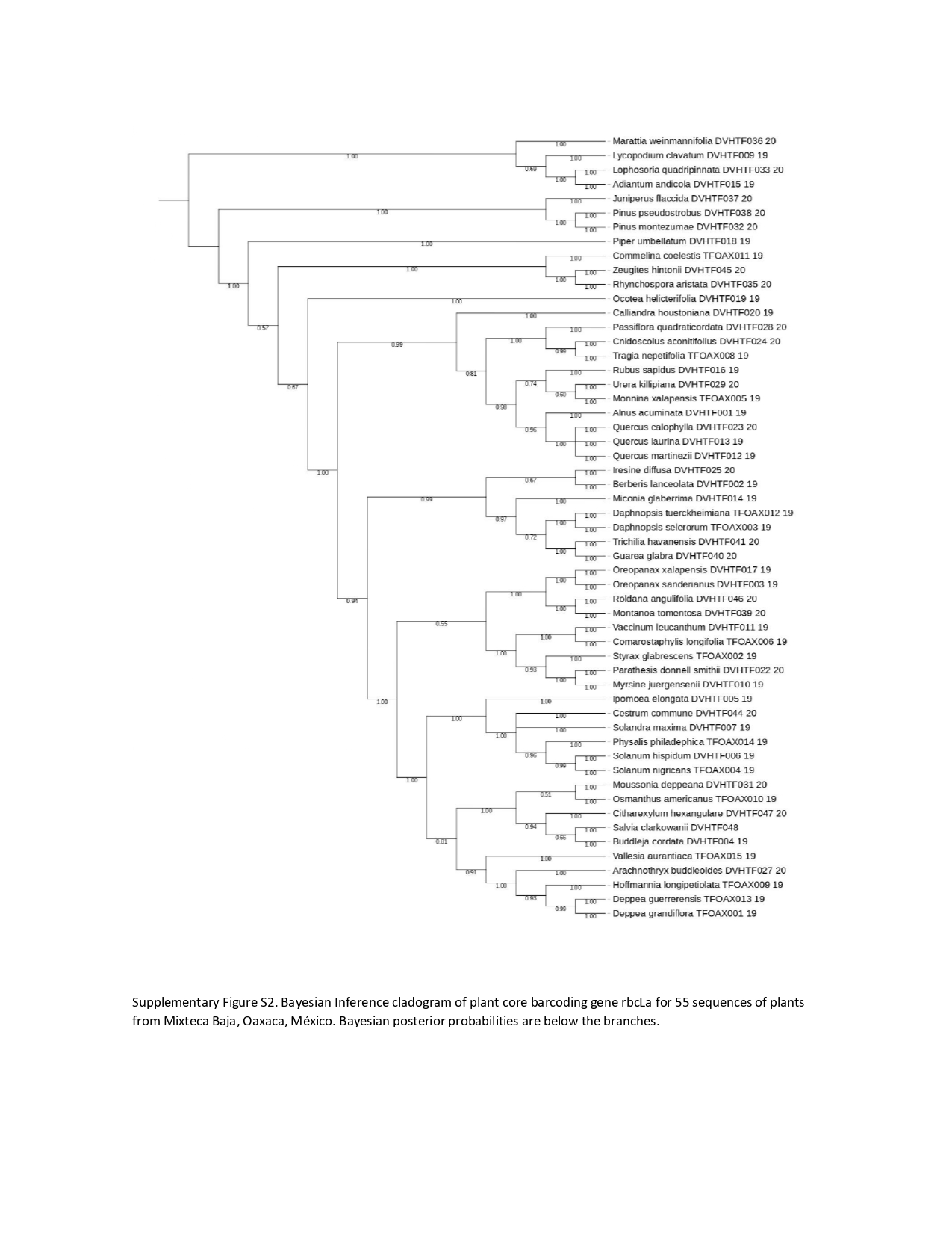 Testing the effectiveness of rbcLa DNA-barcoding for species ...