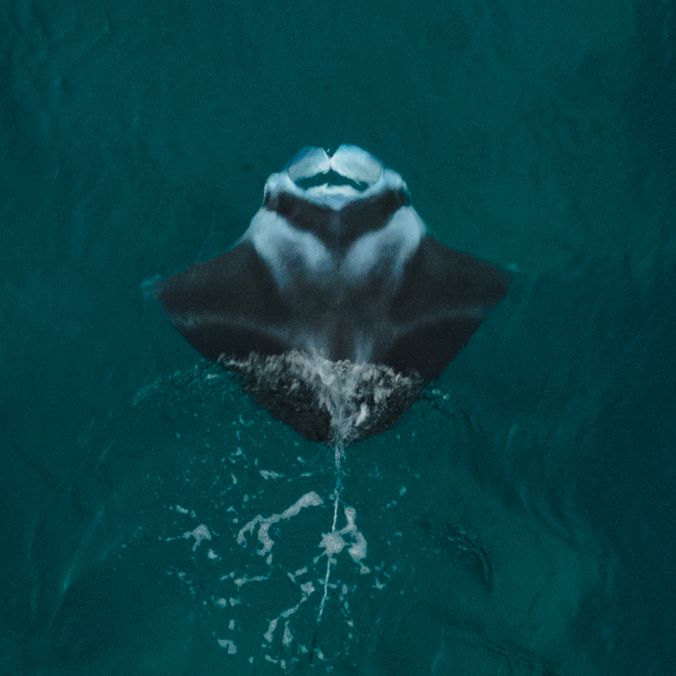 First photographic evidence of oceanic manta rays (Mobula birostris) at ...