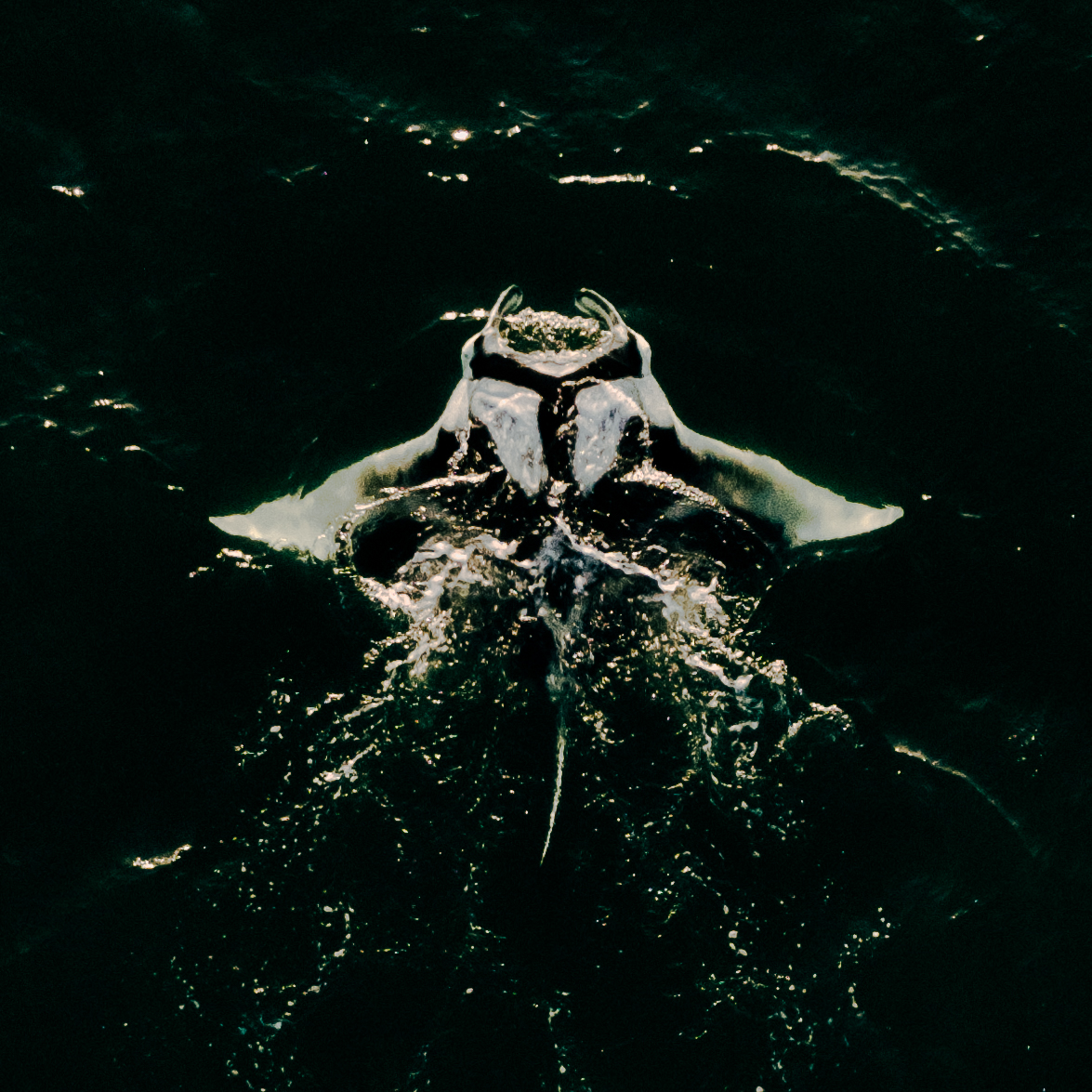 First photographic evidence of oceanic manta rays (Mobula birostris) at ...
