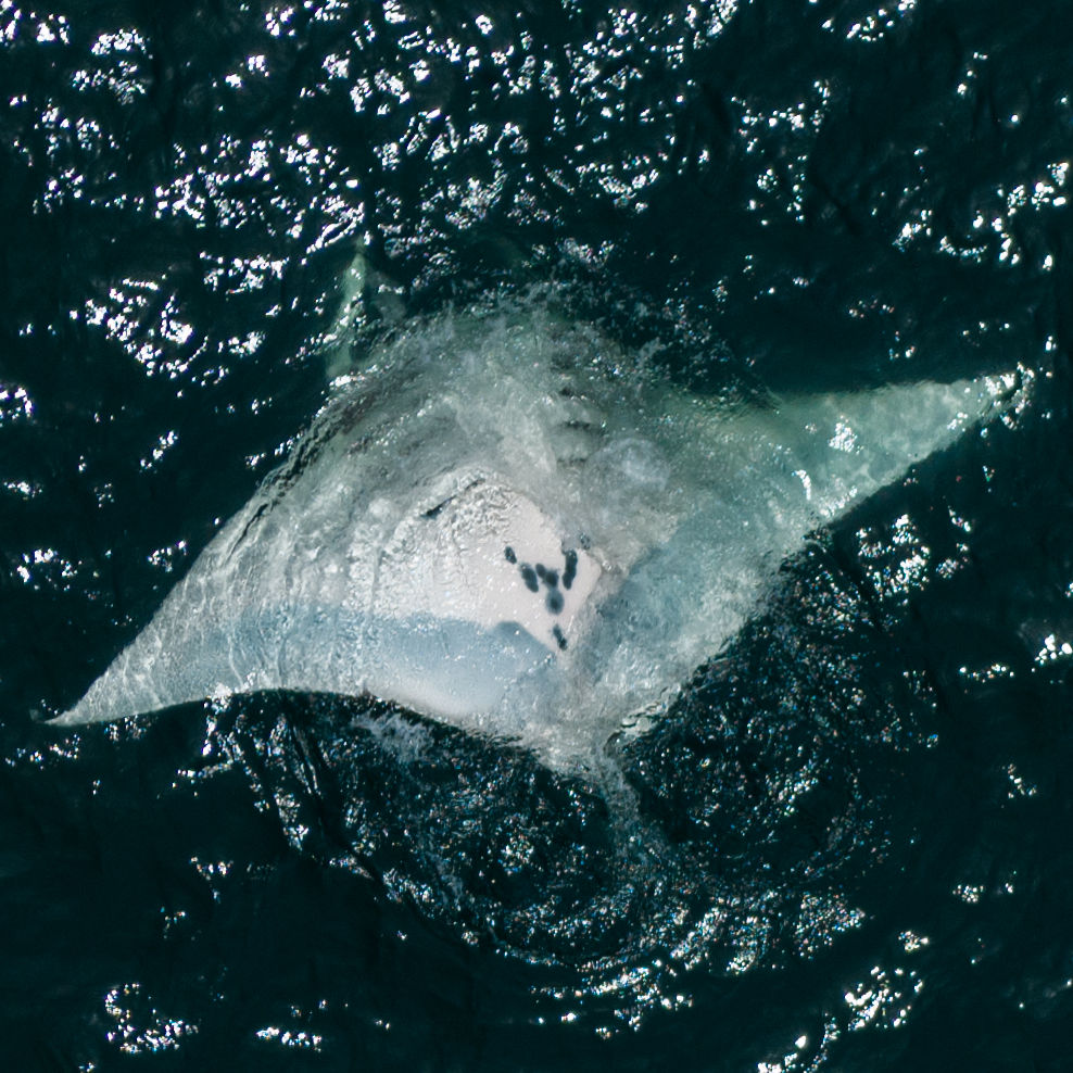 First photographic evidence of oceanic manta rays (Mobula birostris) at ...