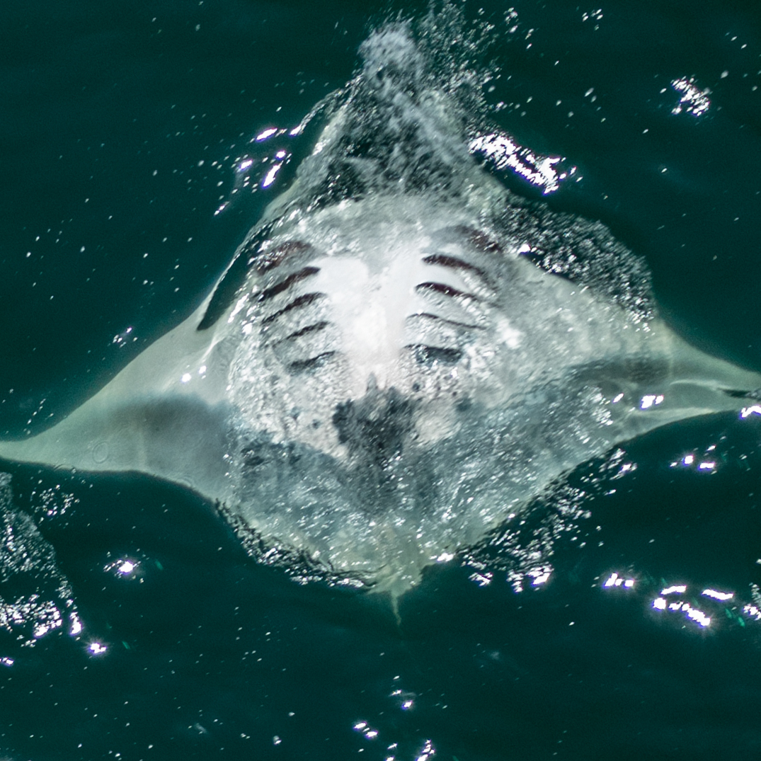 First photographic evidence of oceanic manta rays (Mobula birostris) at ...