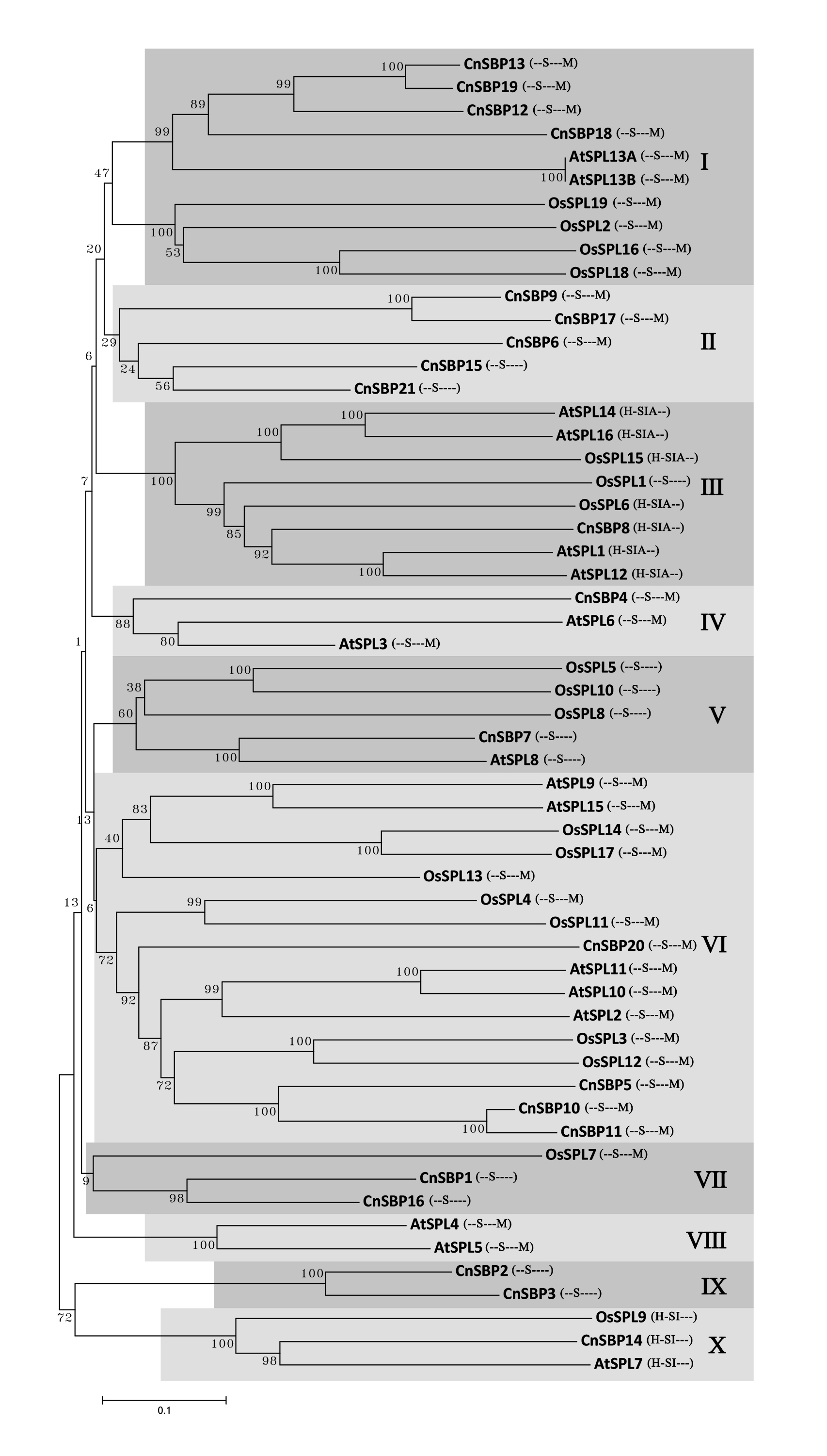 Genome-wide identification and expression analysis of SBP-box gene family reveal their ...