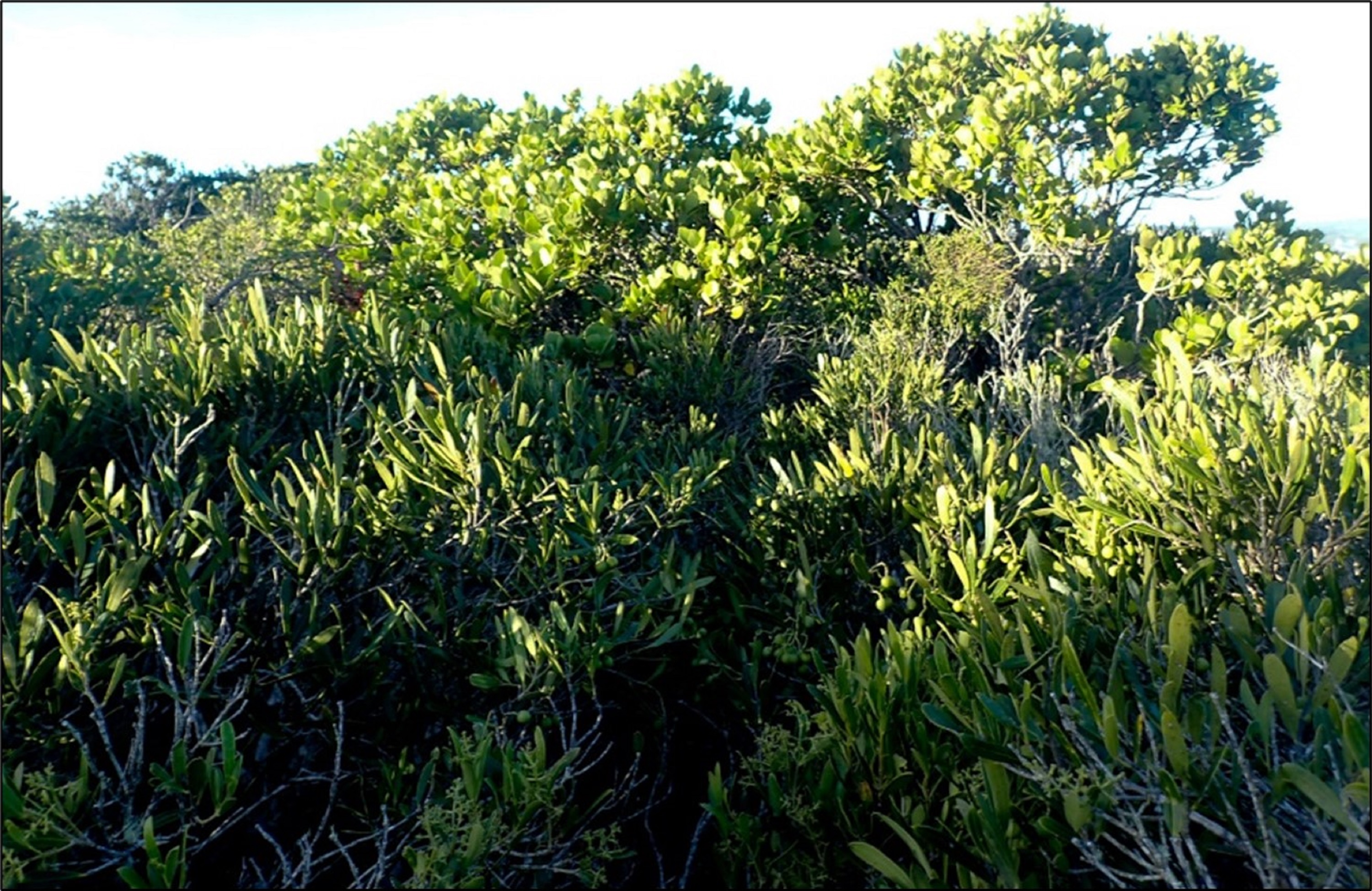 Canopy plant composition and structure of Cape subtropical dune thicket ...