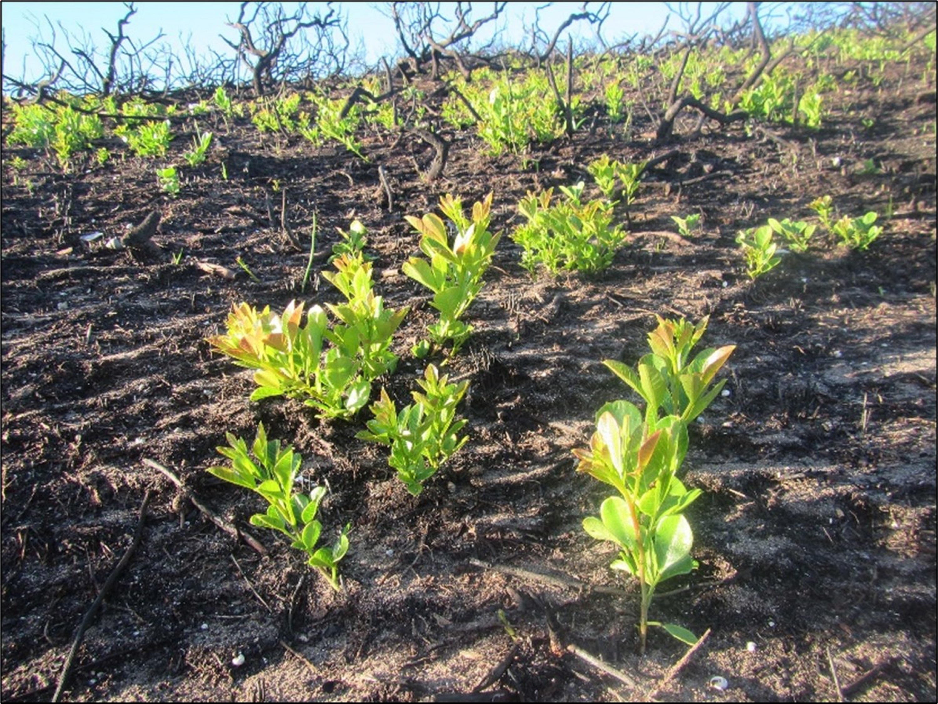 Canopy plant composition and structure of Cape subtropical dune thicket ...