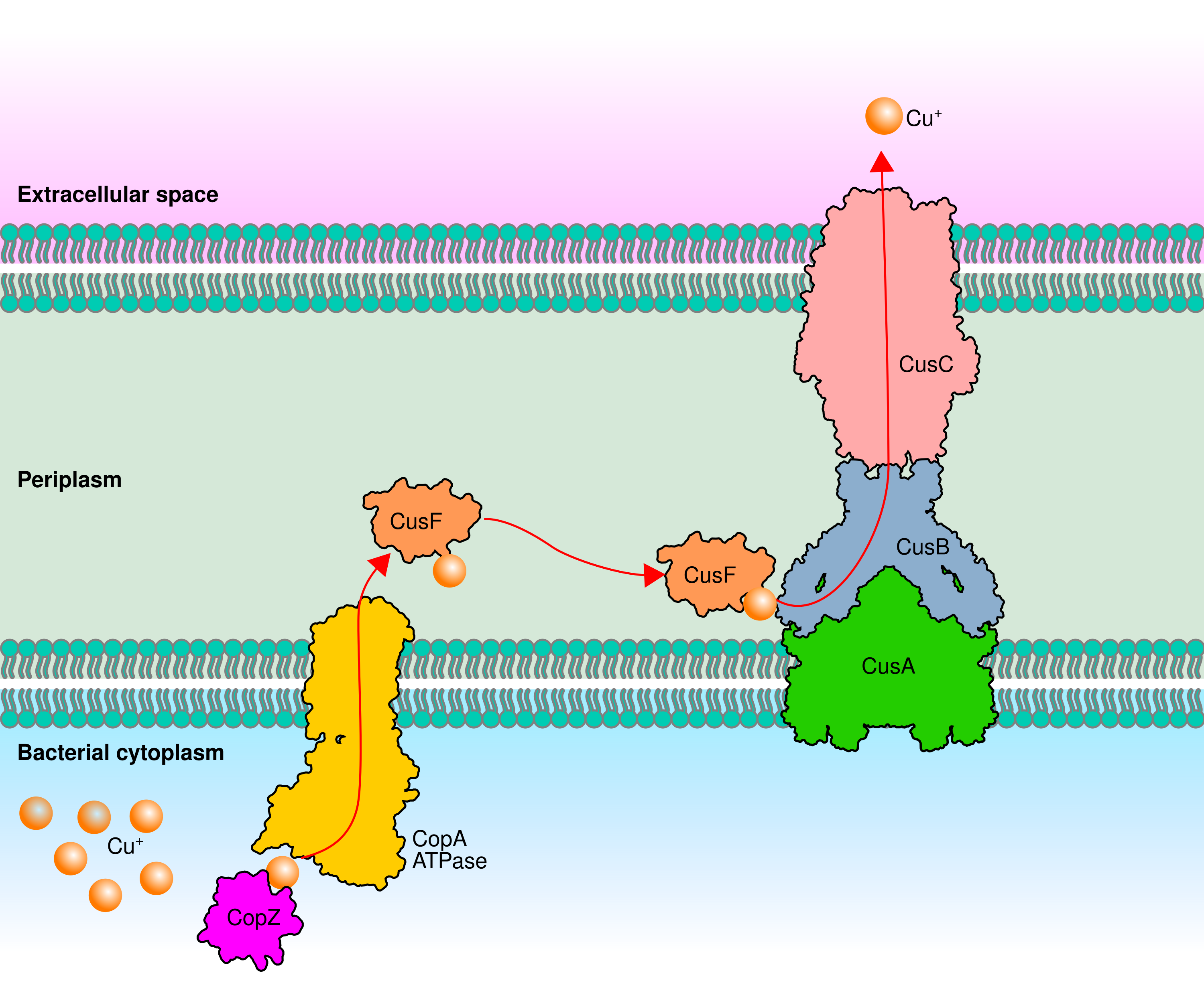 Five copper homeostasis gene clusters encode the Cu-efflux resistome of ...