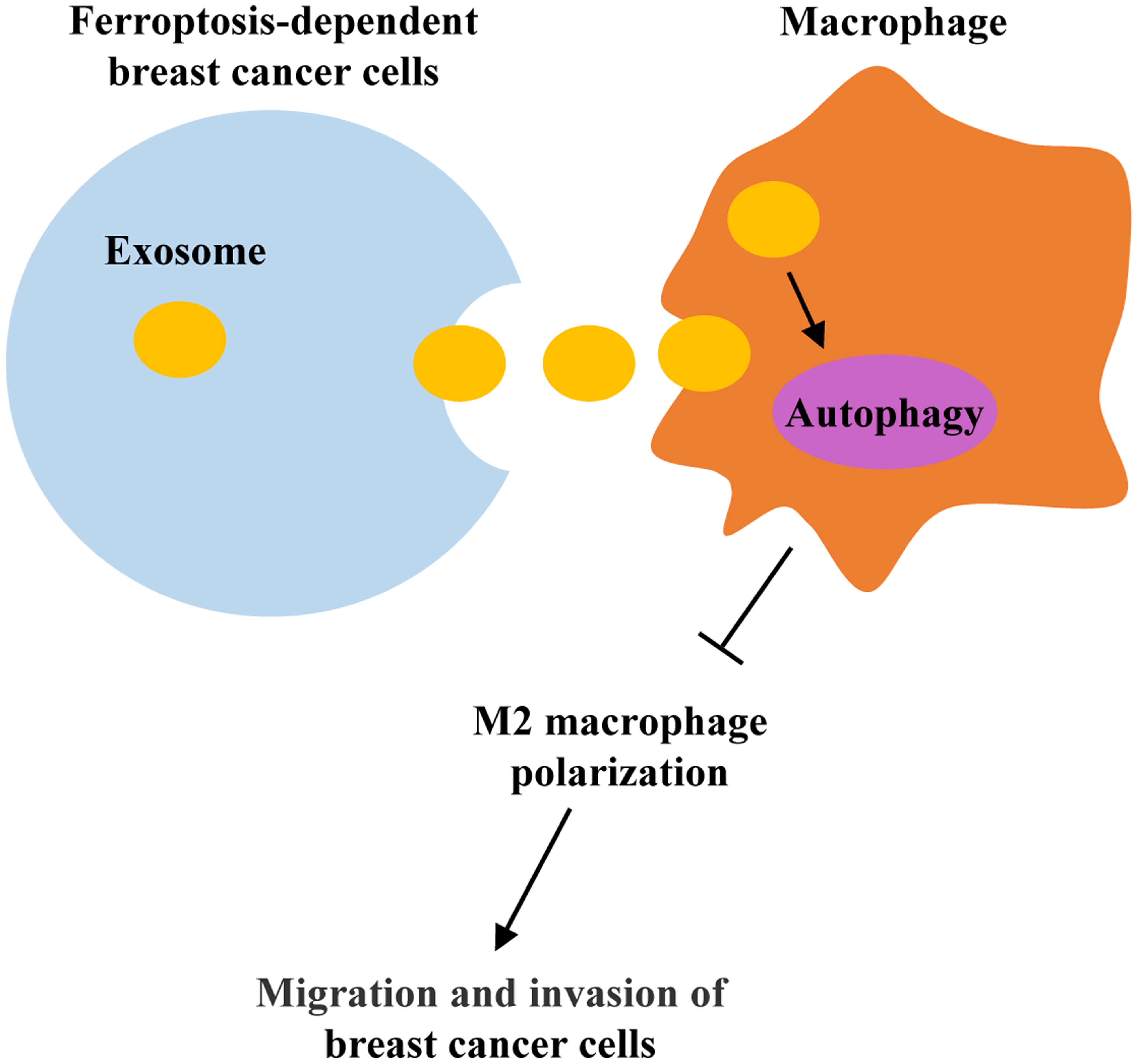 Ferroptosis-dependent breast cancer cell-derived exosomes inhibit migration and invasion of ...