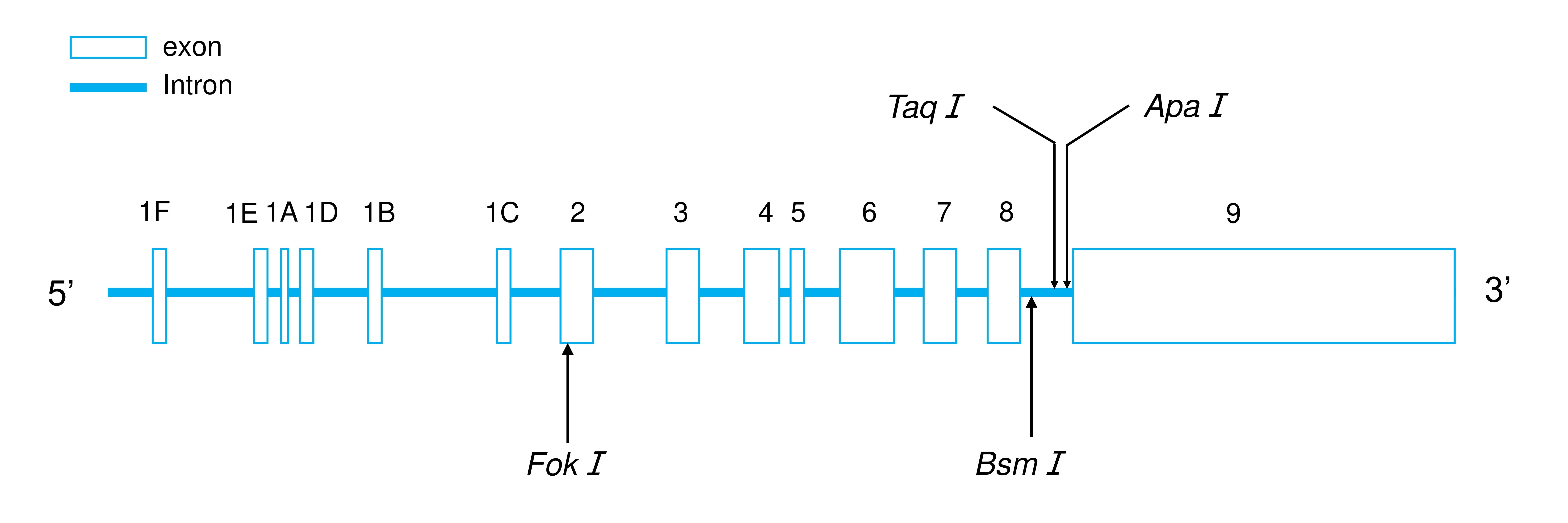 Association between Vitamin D receptor (VDR) gene polymorphisms and ...