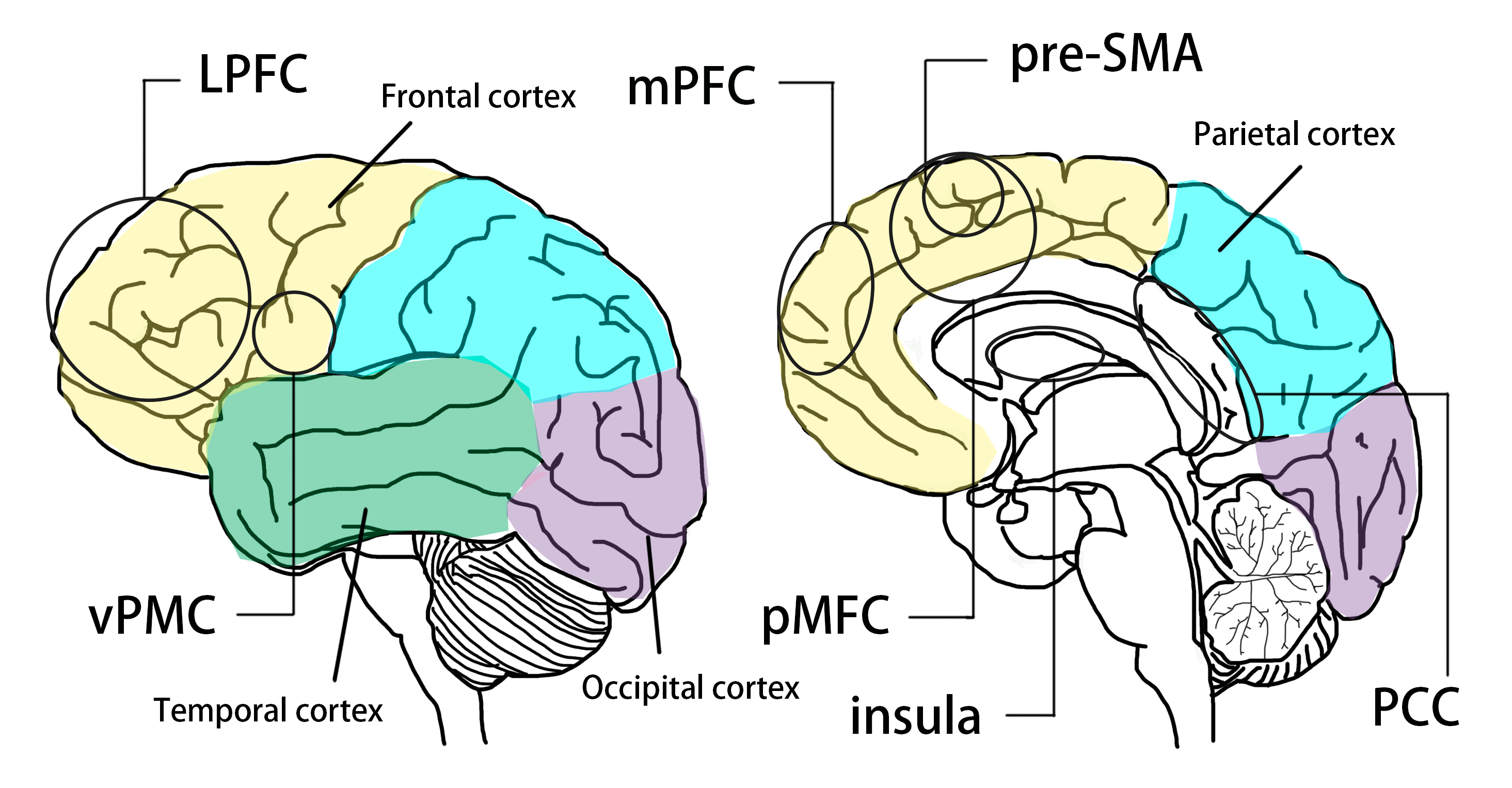 A review of visual sustained attention: neural mechanisms and computational models [PeerJ]