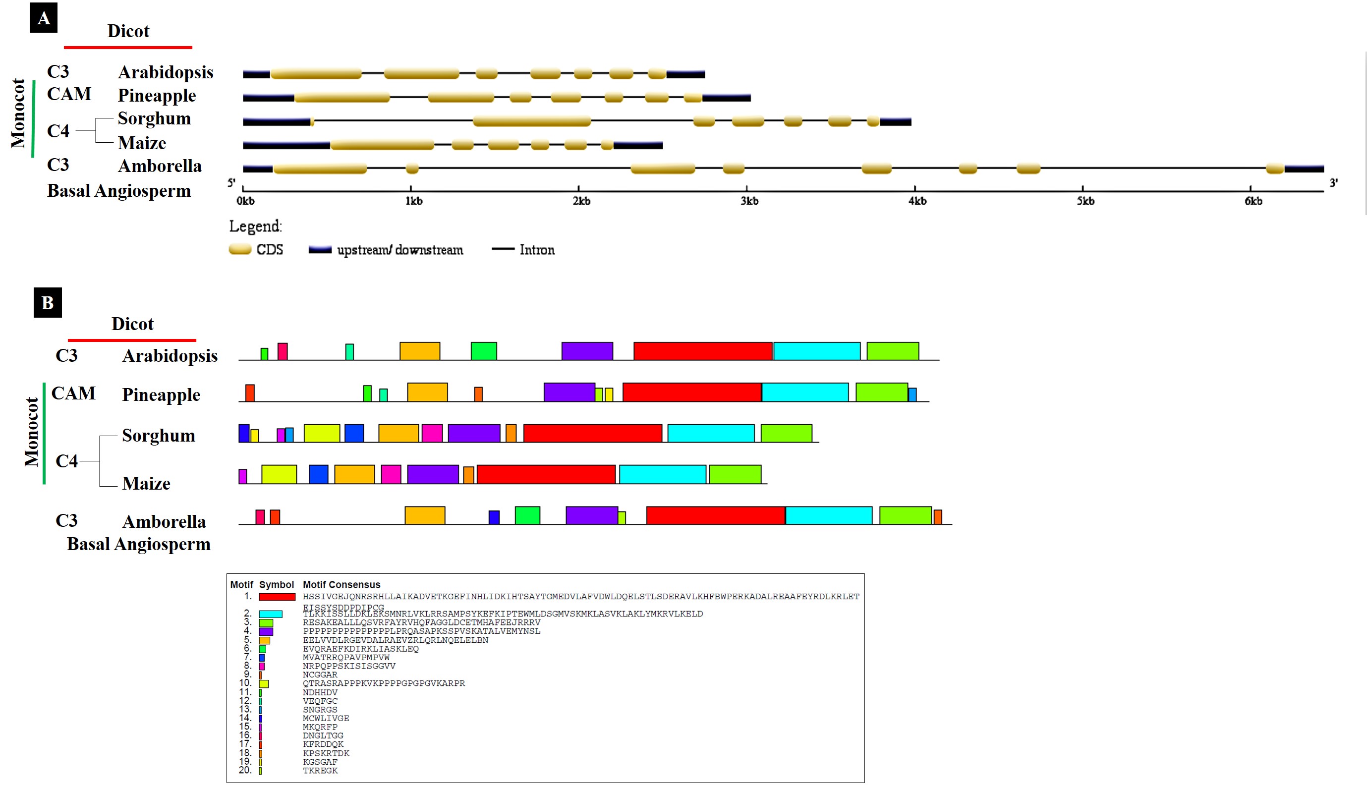 In-silico, evolutionary, and functional analysis of CHUP1 and its related proteins in Bienertia ...