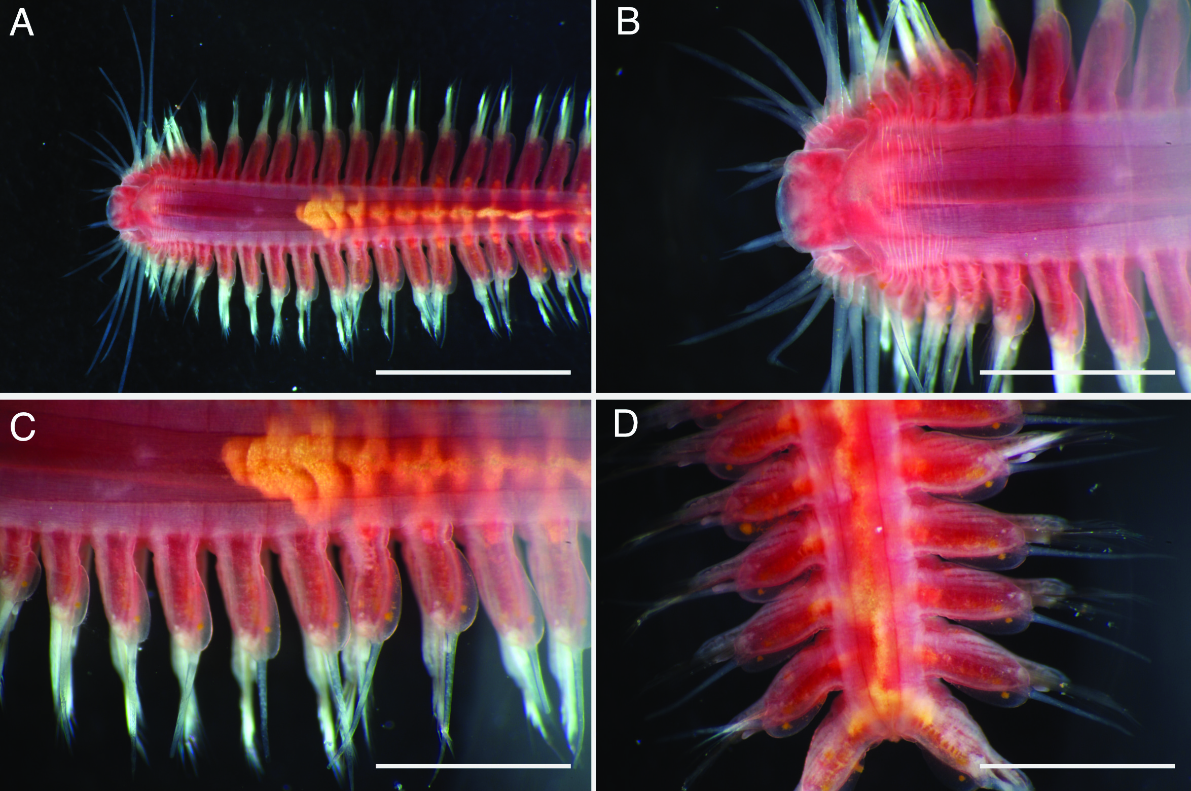 Two new species of Parahesione (Annelida: Hesionidae) associated with ...