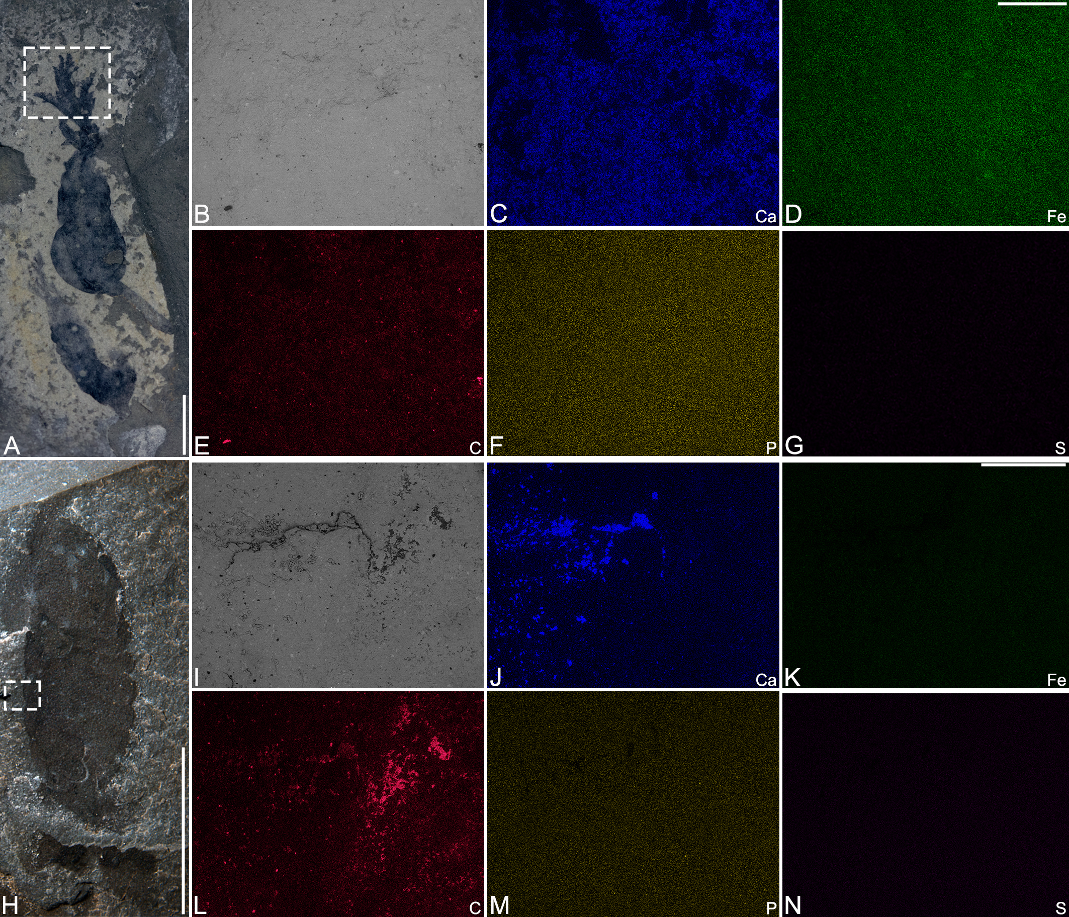Herpetogaster collinsi from the Cambrian of China elucidates the ...