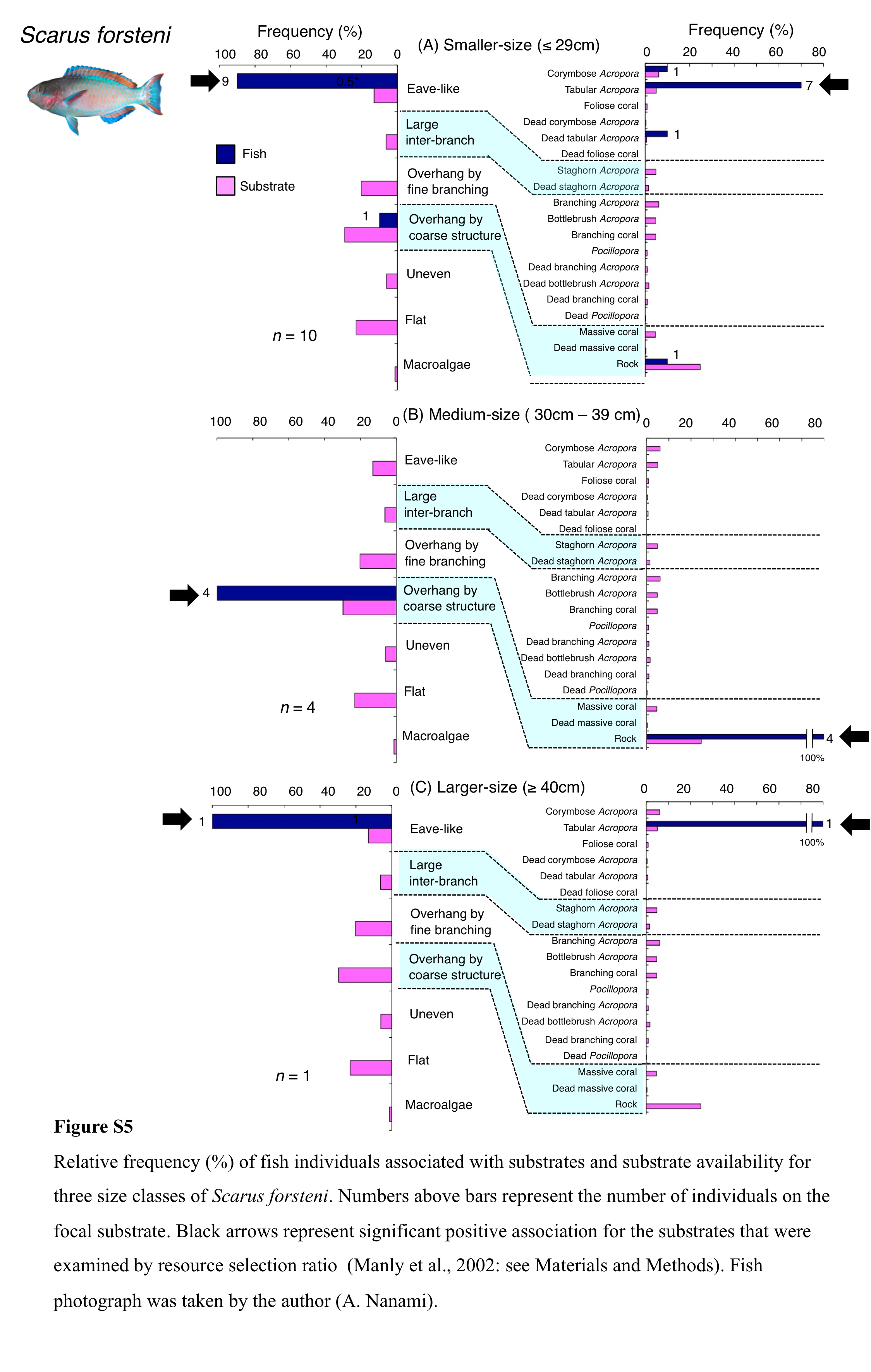 Nocturnal substrate association of four coral reef fish groups ...