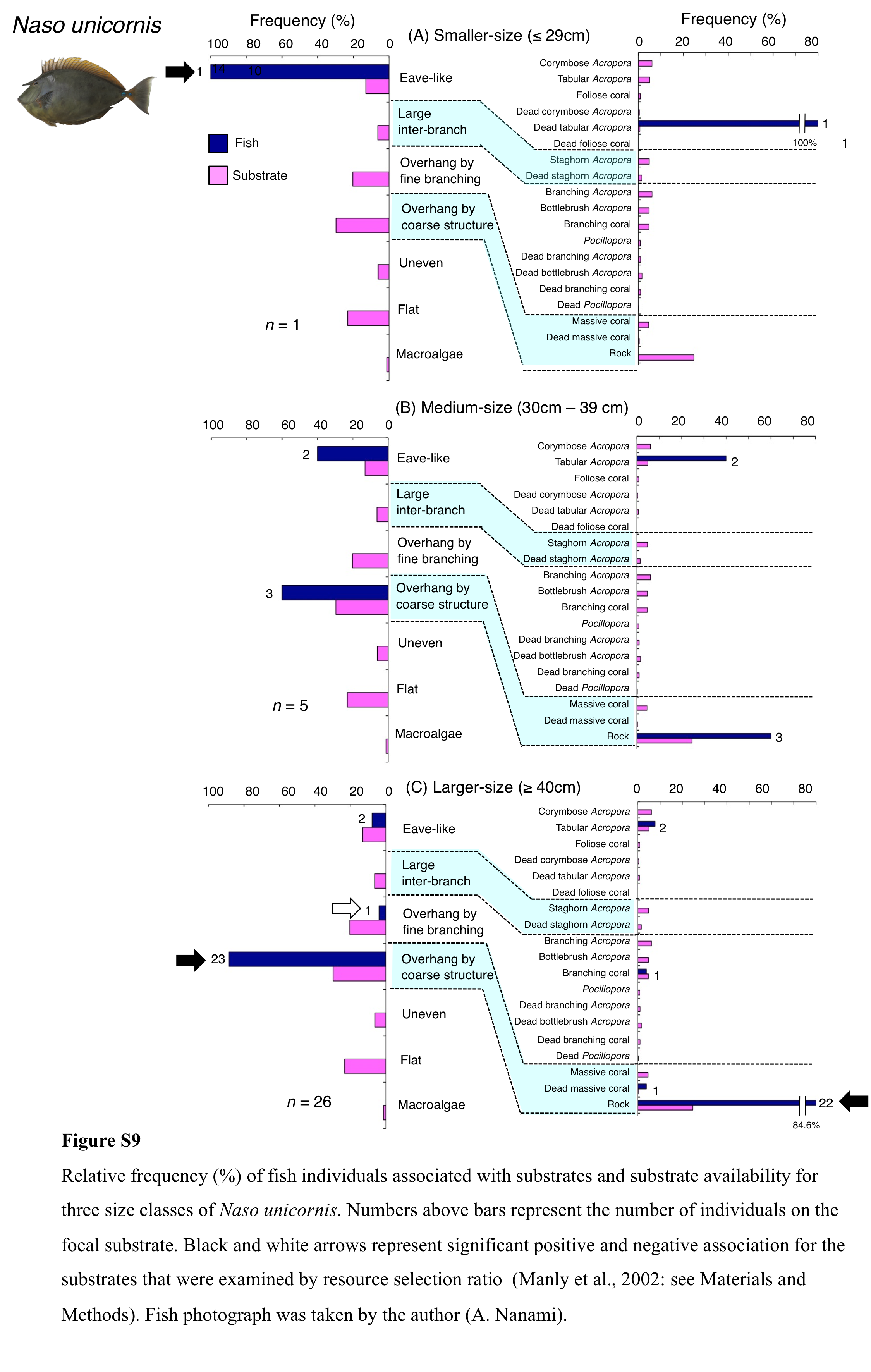 Nocturnal substrate association of four coral reef fish groups ...