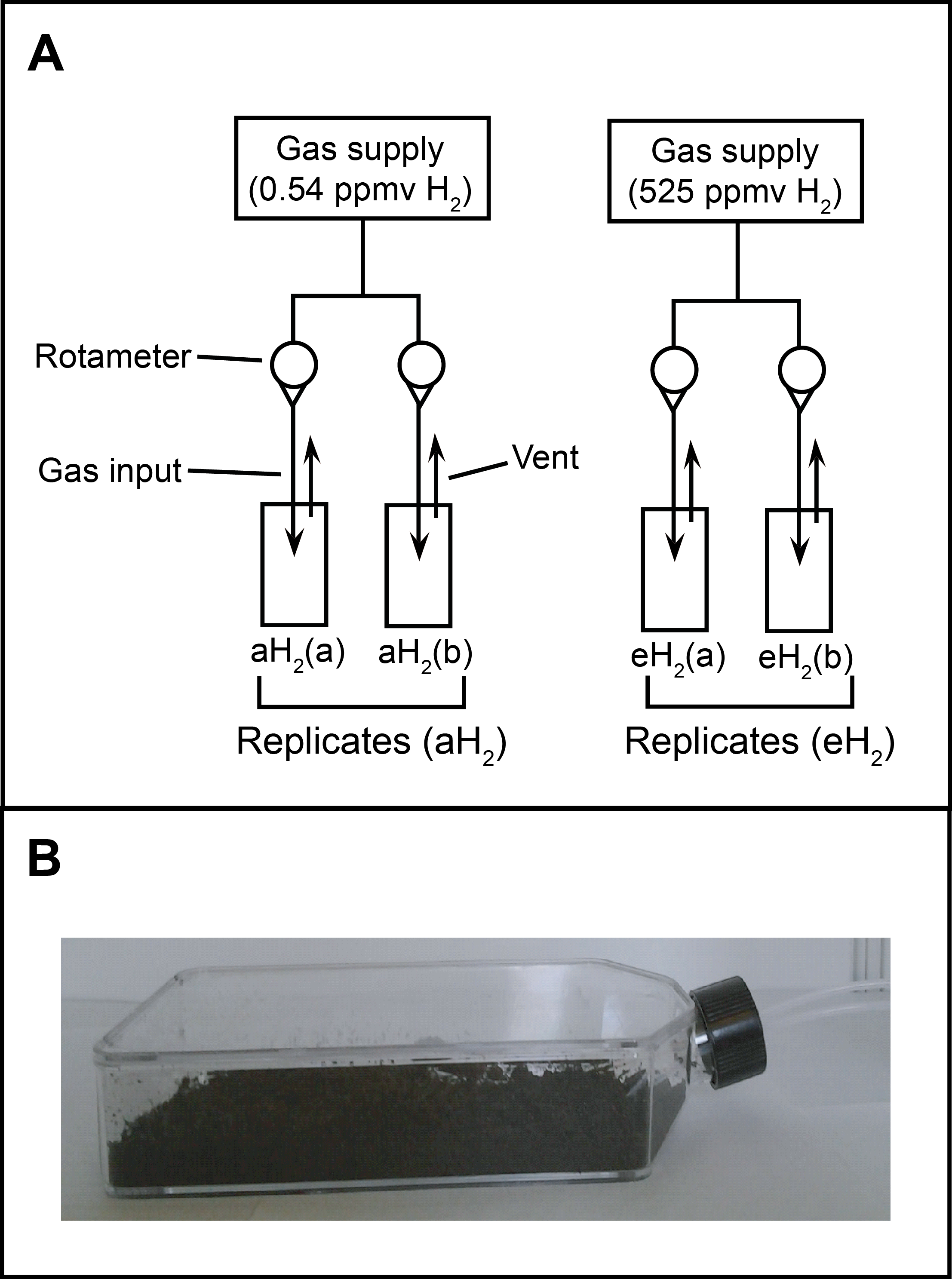 H2-saturation of high affinity H2-oxidizing bacteria alters the ...