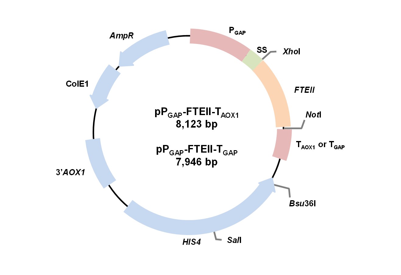 Effect of AOX1 and GAP transcriptional terminators on transcript levels ...