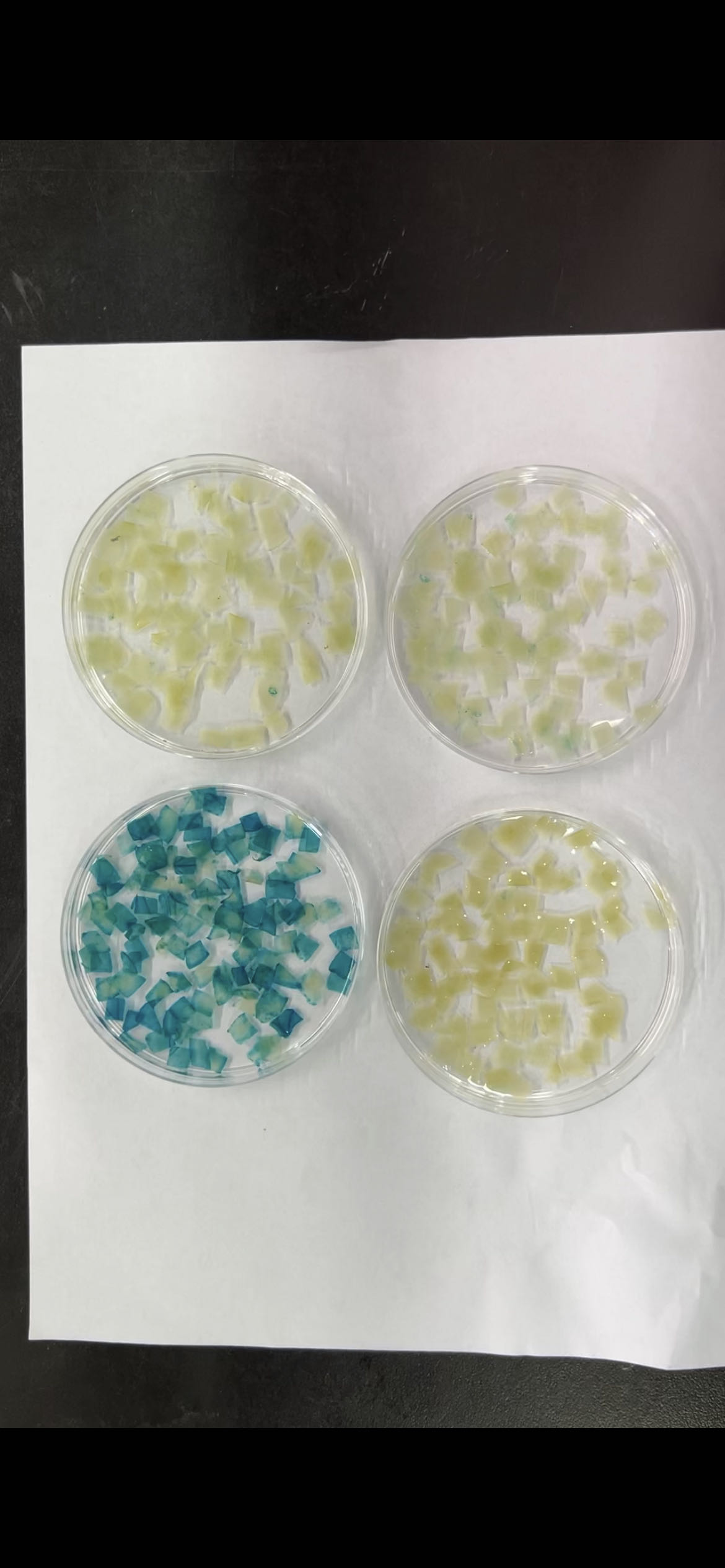 Identifying a cis-element in PtoCP1 promoter for efficiently ...