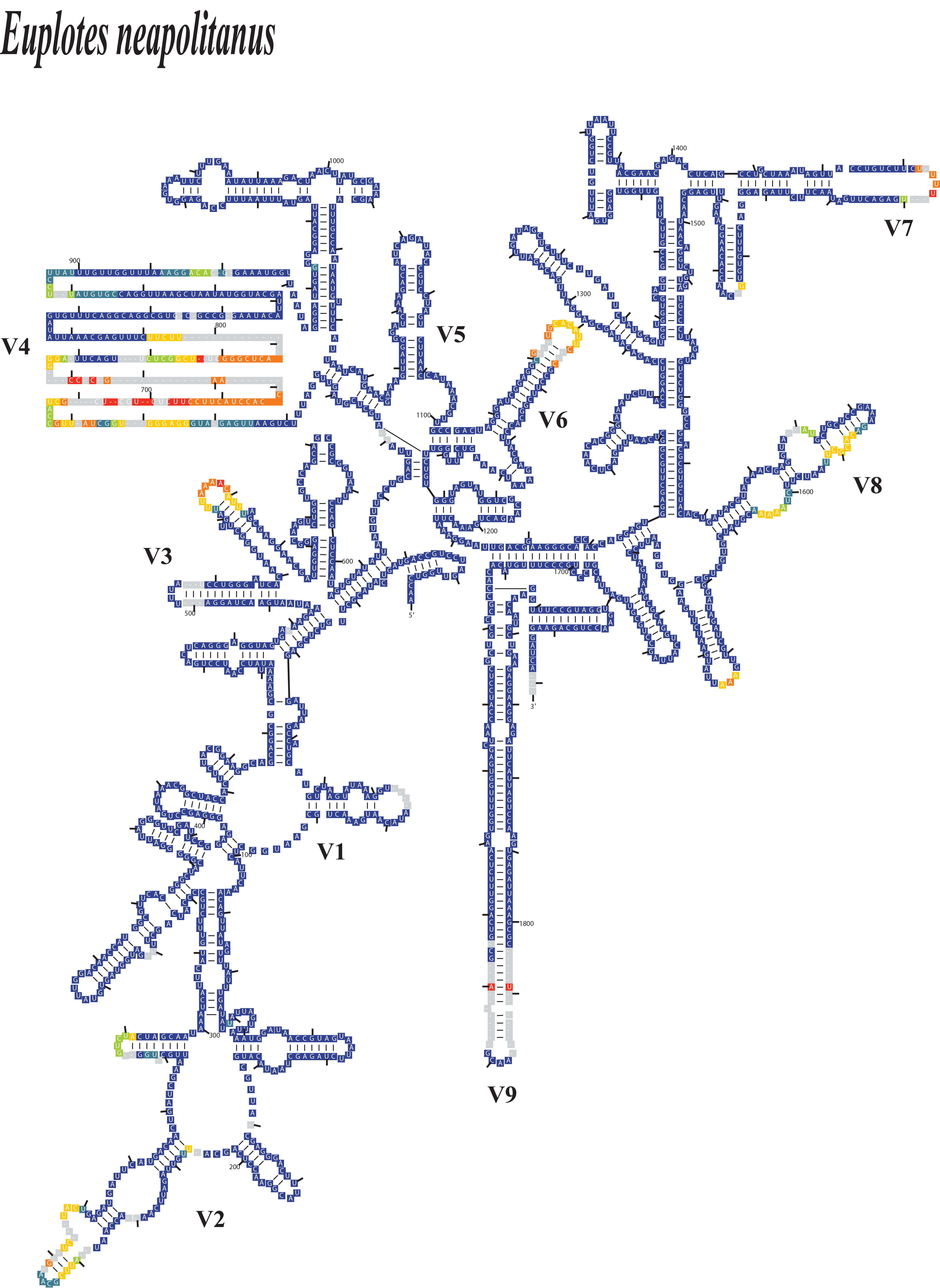 Evolutionary patterns of the SSU rRNA (V4 region) secondary structure ...