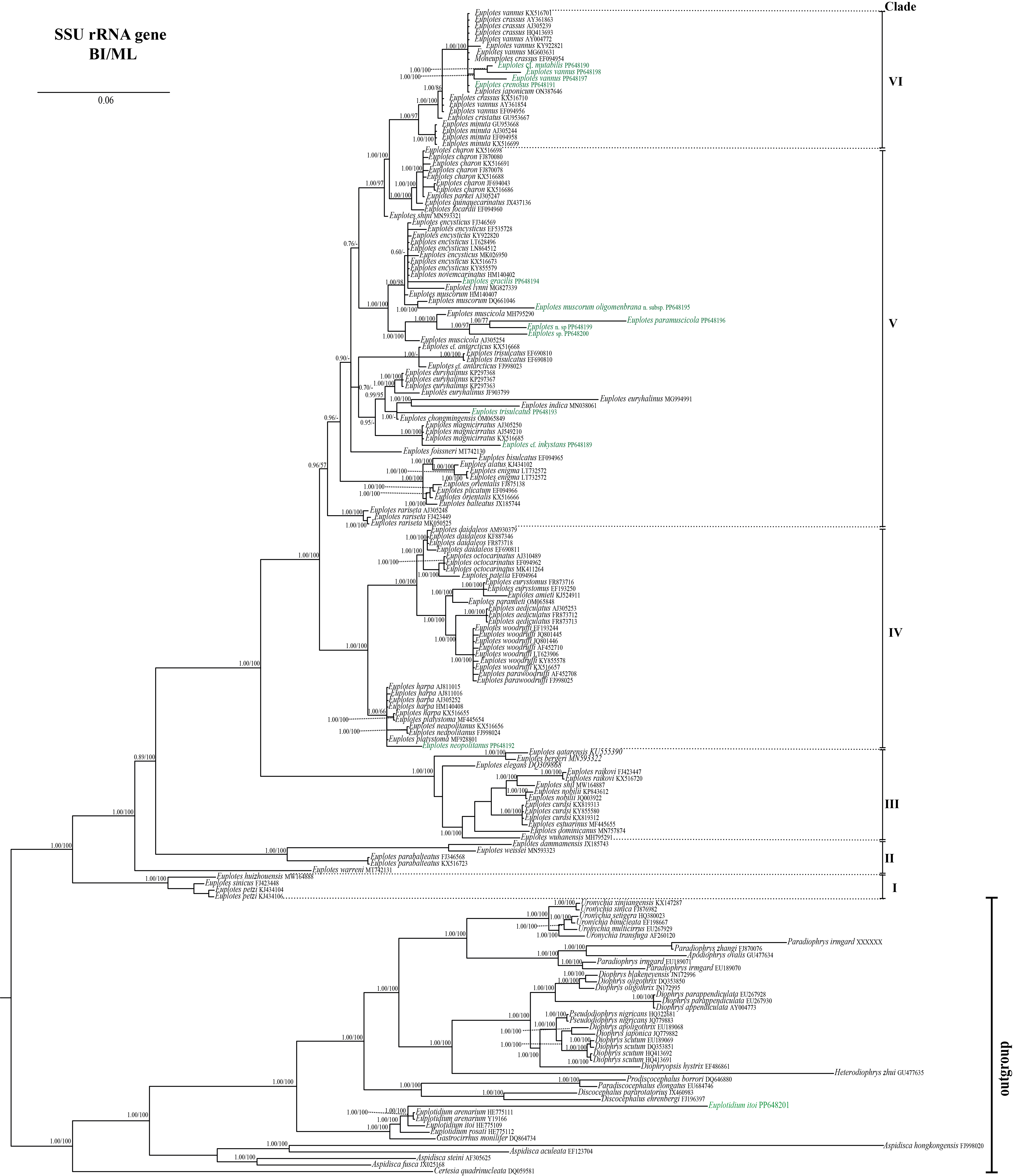 Evolutionary patterns of the SSU rRNA (V4 region) secondary structure ...