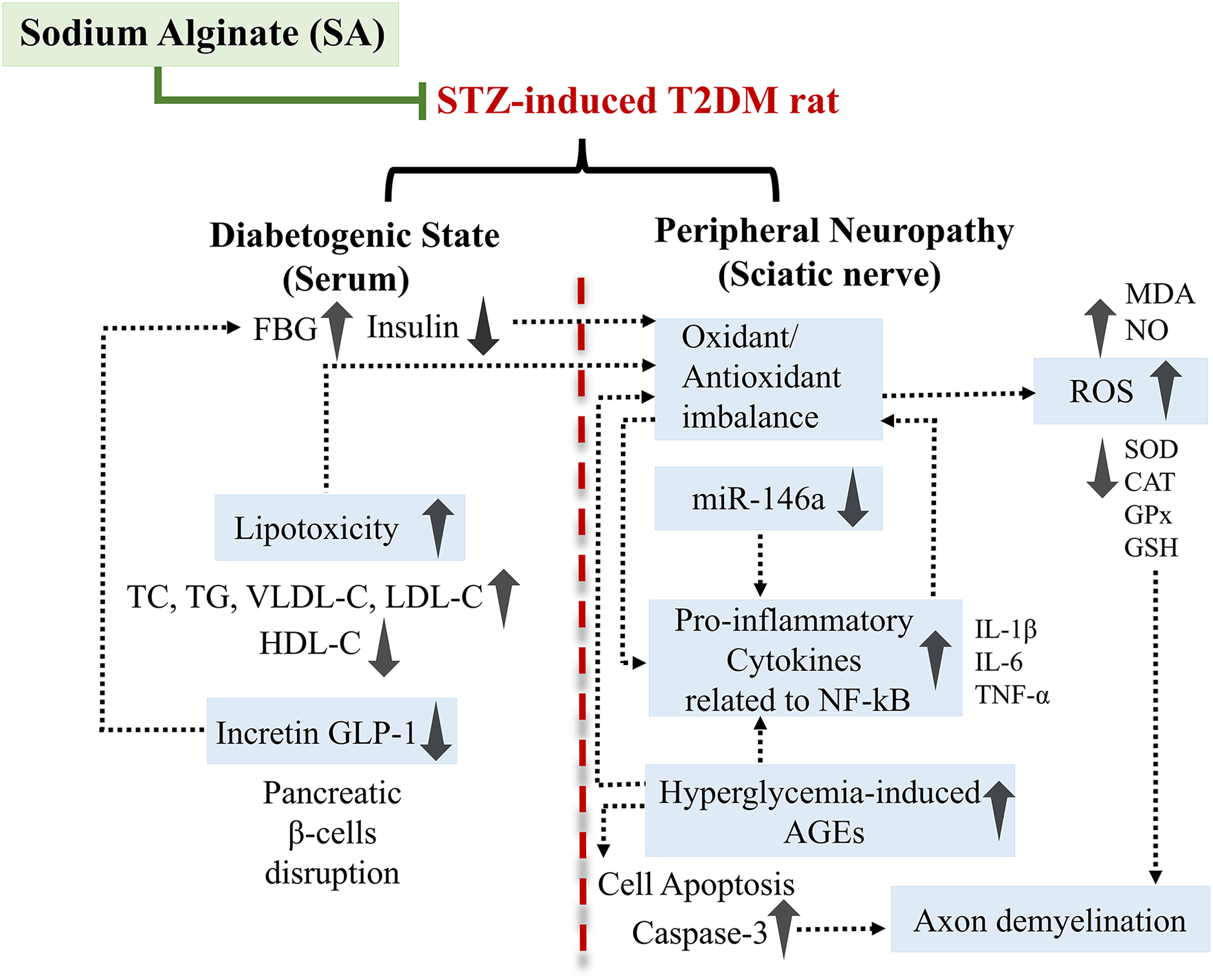 Mitigative effect of sodium alginate on streptozotocin (STZ)-induced ...
