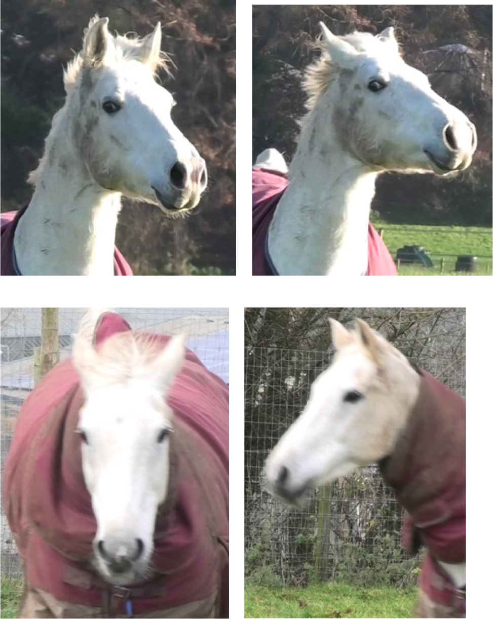 An ethogram of facial behaviour in domestic horses: evolutionary ...