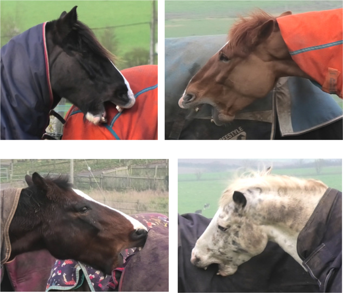 An ethogram of facial behaviour in domestic horses: evolutionary ...