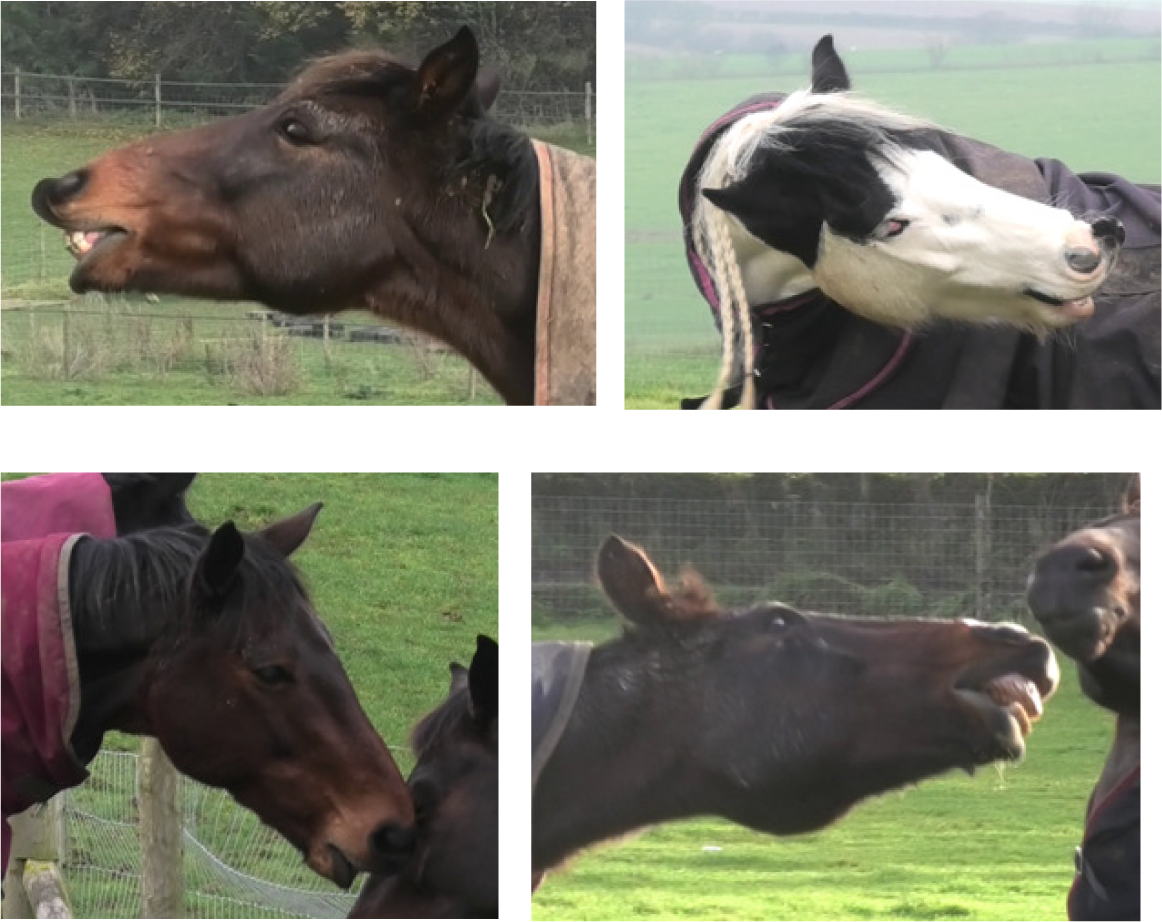 An ethogram of facial behaviour in domestic horses: evolutionary ...