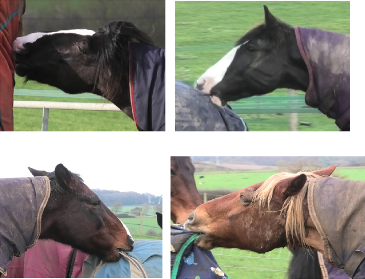 An ethogram of facial behaviour in domestic horses: evolutionary ...