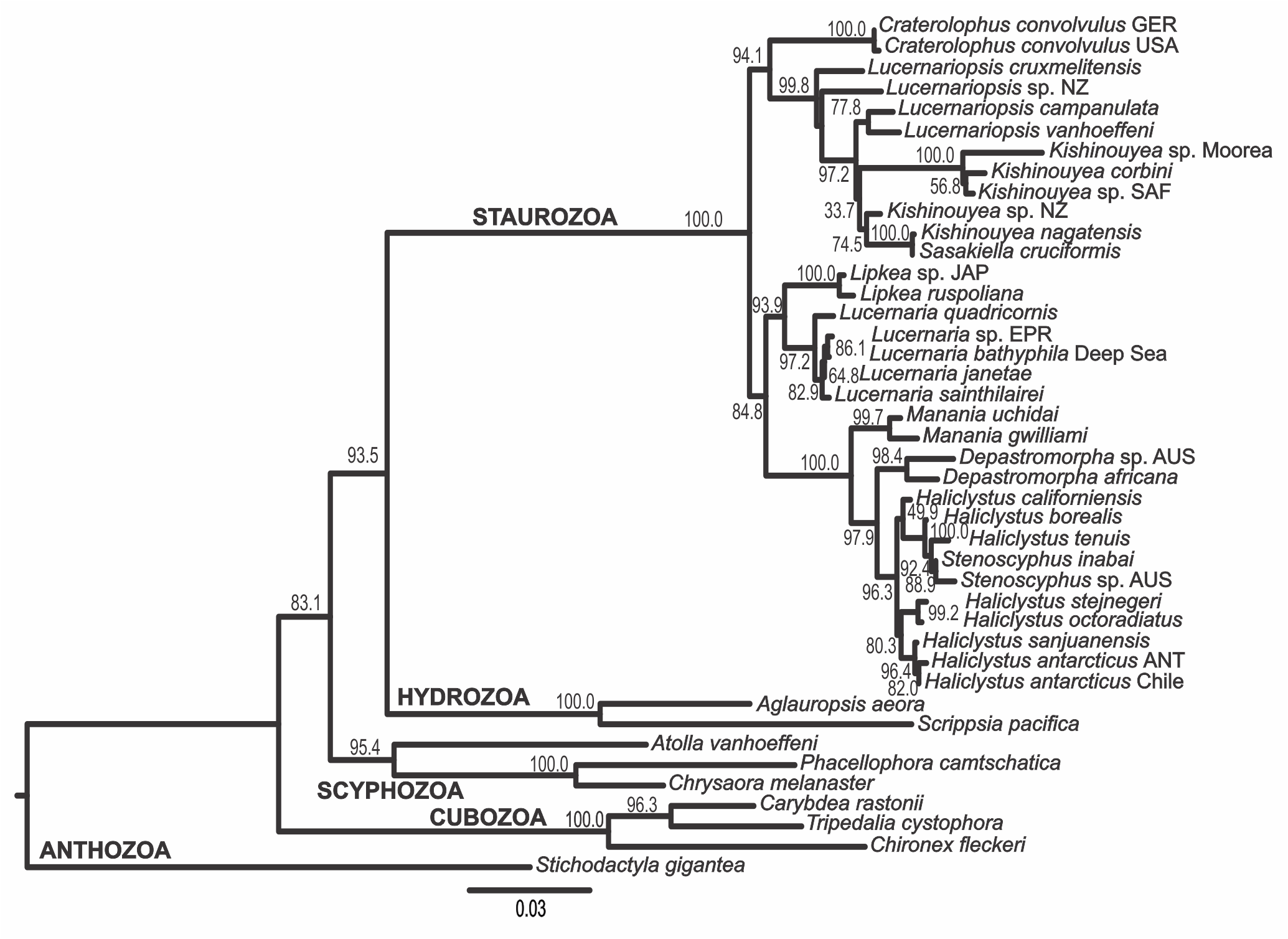 Systematics of stalked jellyfishes (Cnidaria: Staurozoa) [PeerJ]
