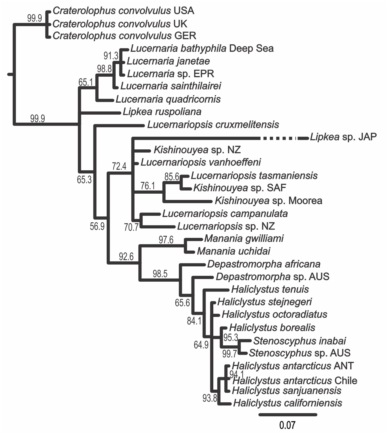Systematics of stalked jellyfishes (Cnidaria: Staurozoa) [PeerJ]