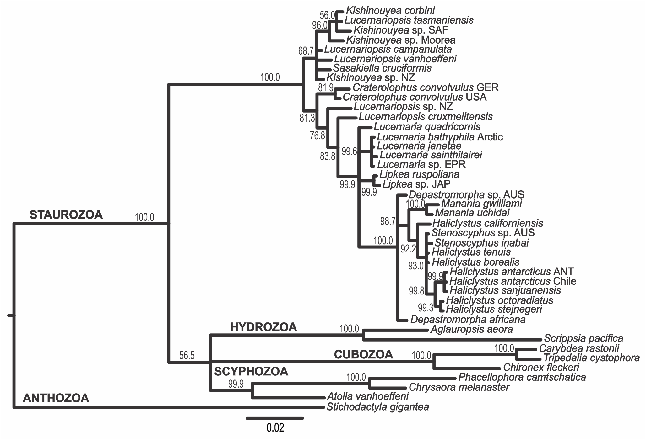 Systematics of stalked jellyfishes (Cnidaria: Staurozoa) [PeerJ]