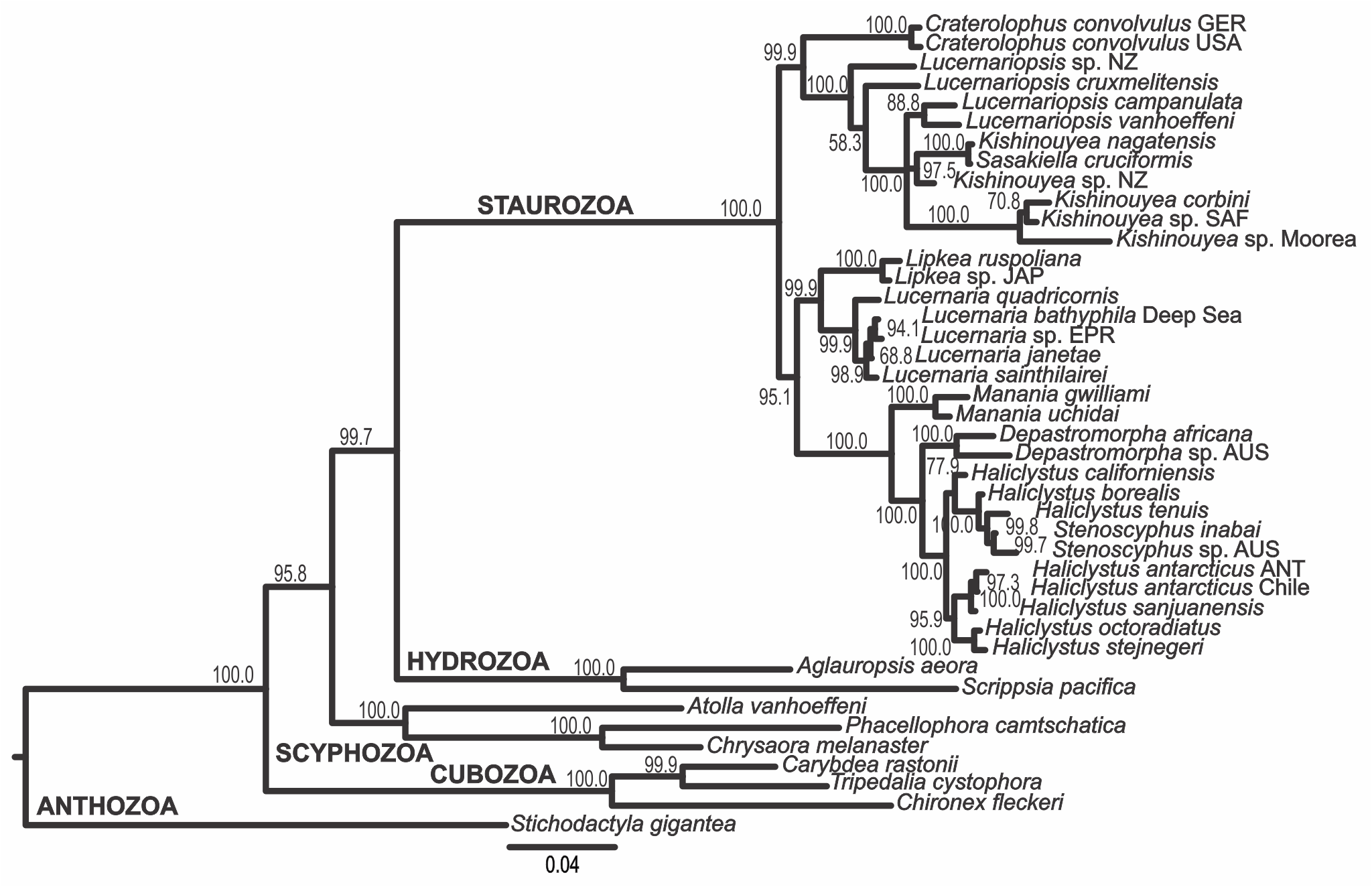 Systematics of stalked jellyfishes (Cnidaria: Staurozoa) [PeerJ]