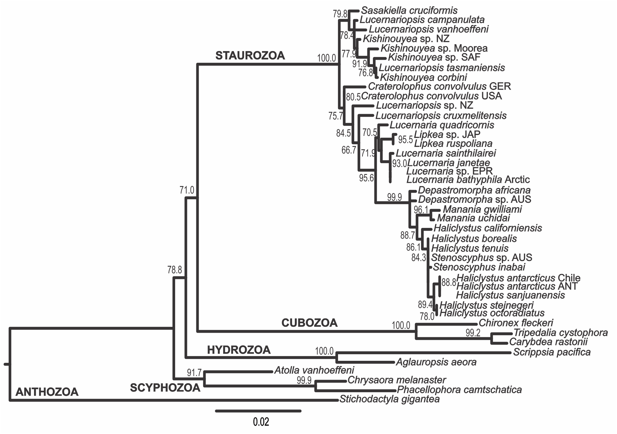 Systematics of stalked jellyfishes (Cnidaria: Staurozoa) [PeerJ]