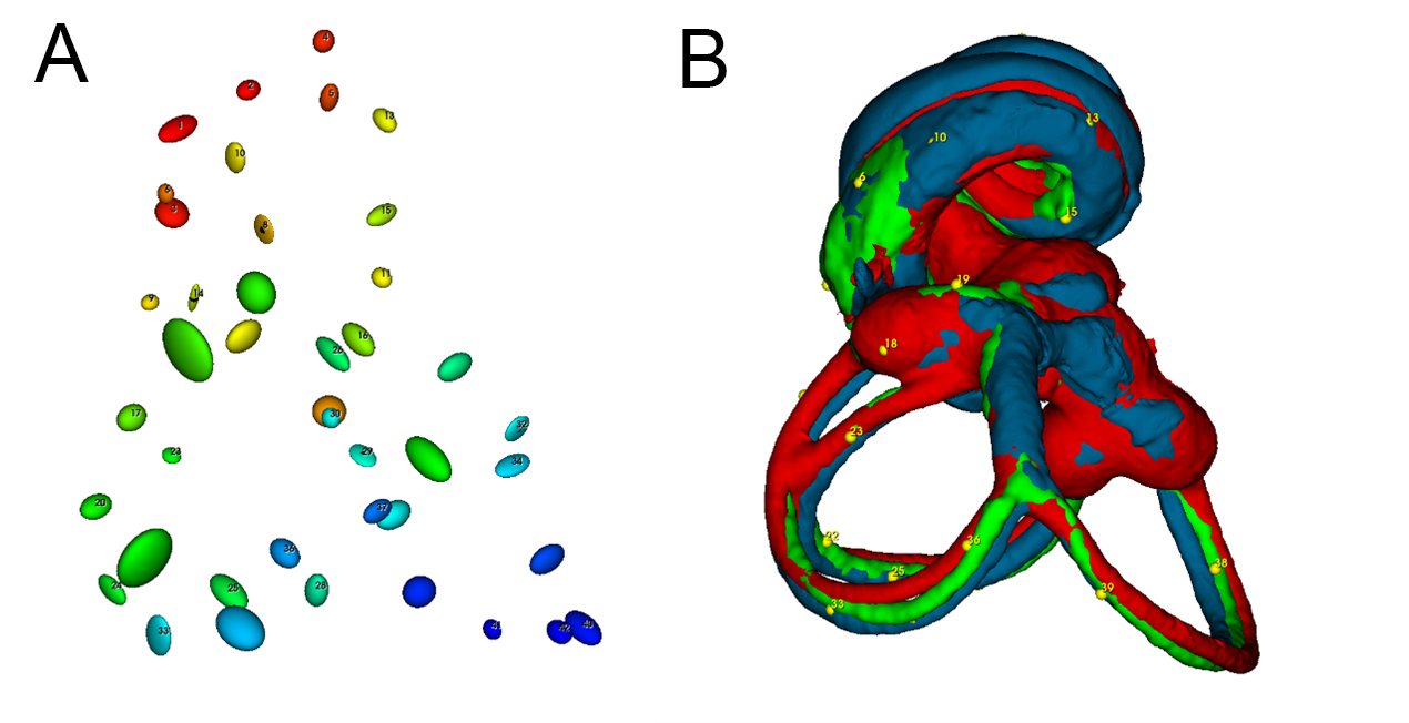 Volumetric atlas of the rat inner ear from microCT and iDISCO+ cleared ...