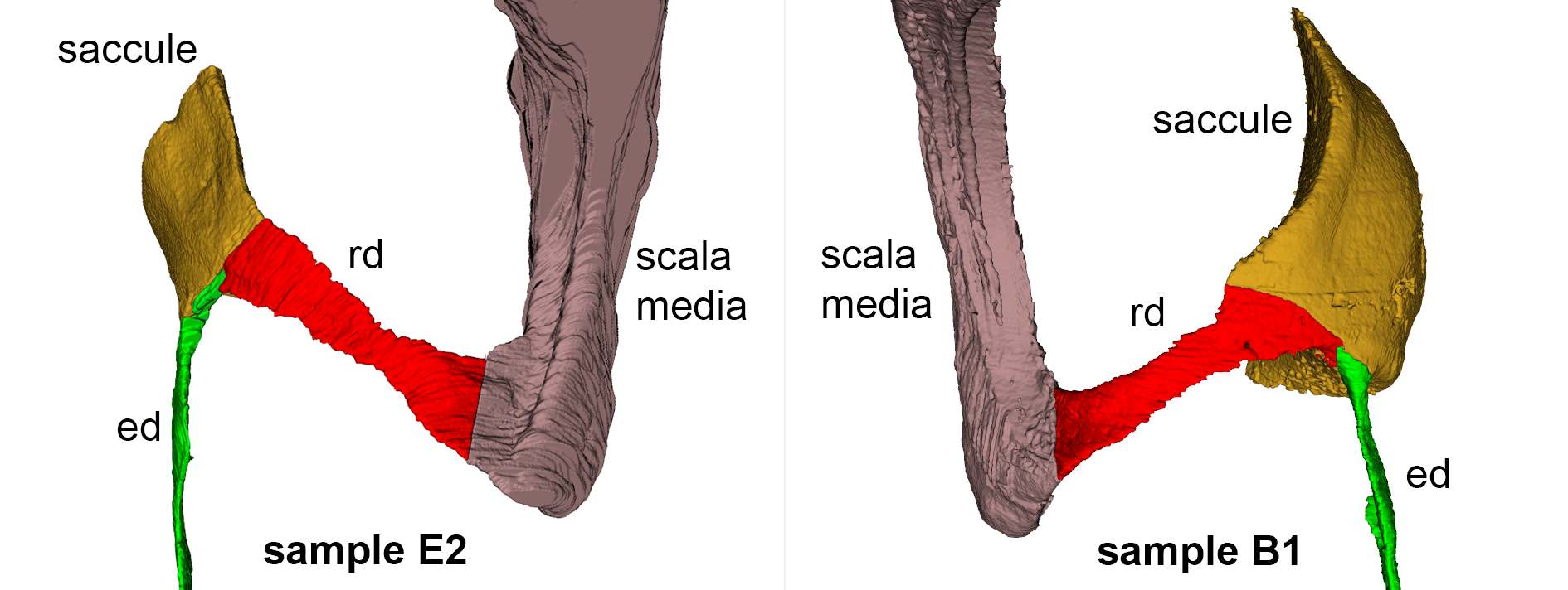 Volumetric atlas of the rat inner ear from microCT and iDISCO+ cleared ...