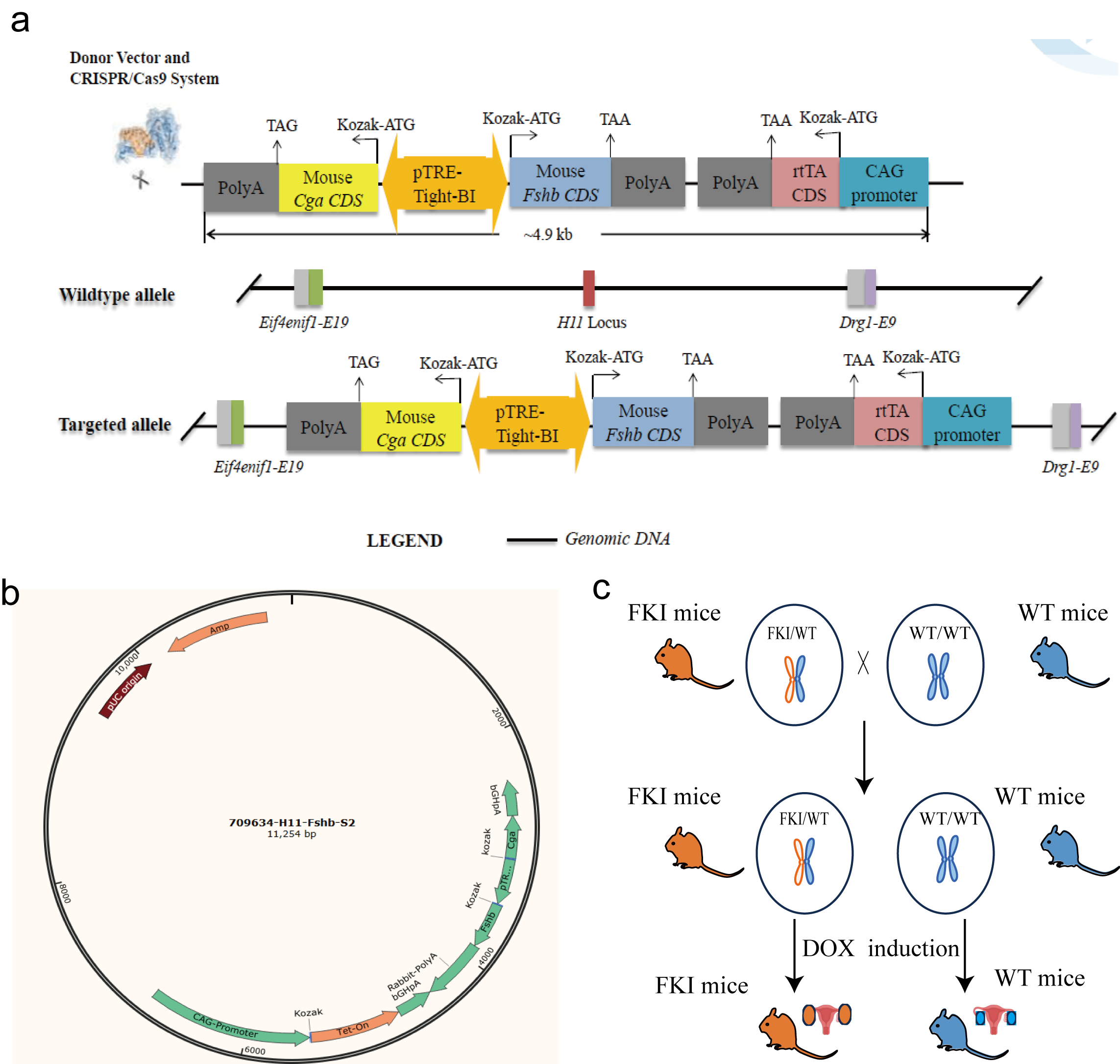 A genetically engineered mouse model for ovarian hyperstimulation ...